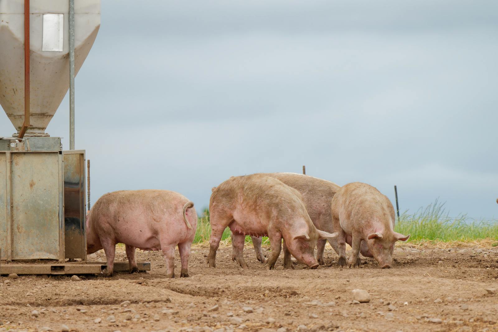 Pigs Photos, Download The BEST Free Pigs Stock Photos & HD Images