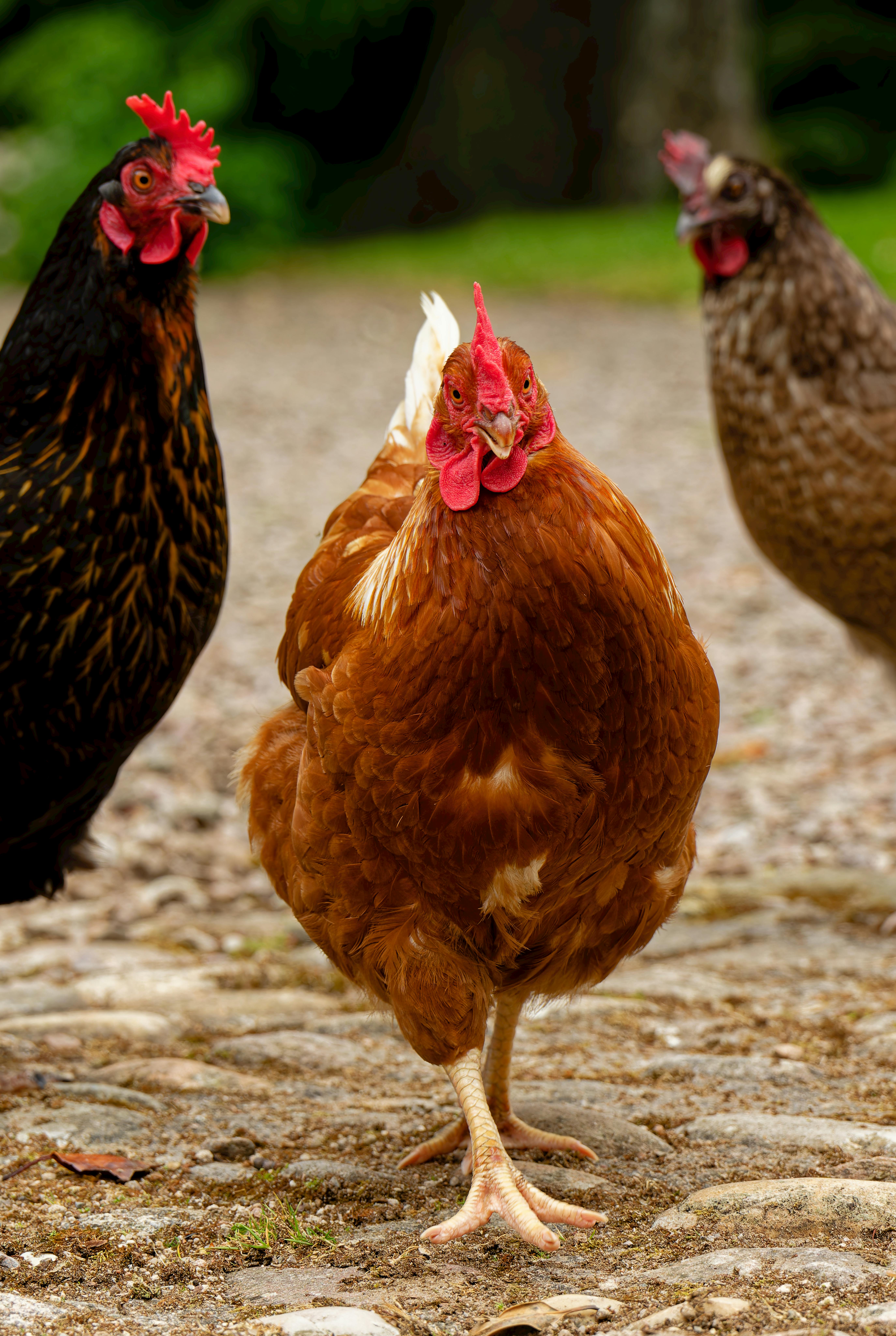 20,000+张最精彩的“Barn Raise”图片 · 100%免费下载 · Pexels素材图片