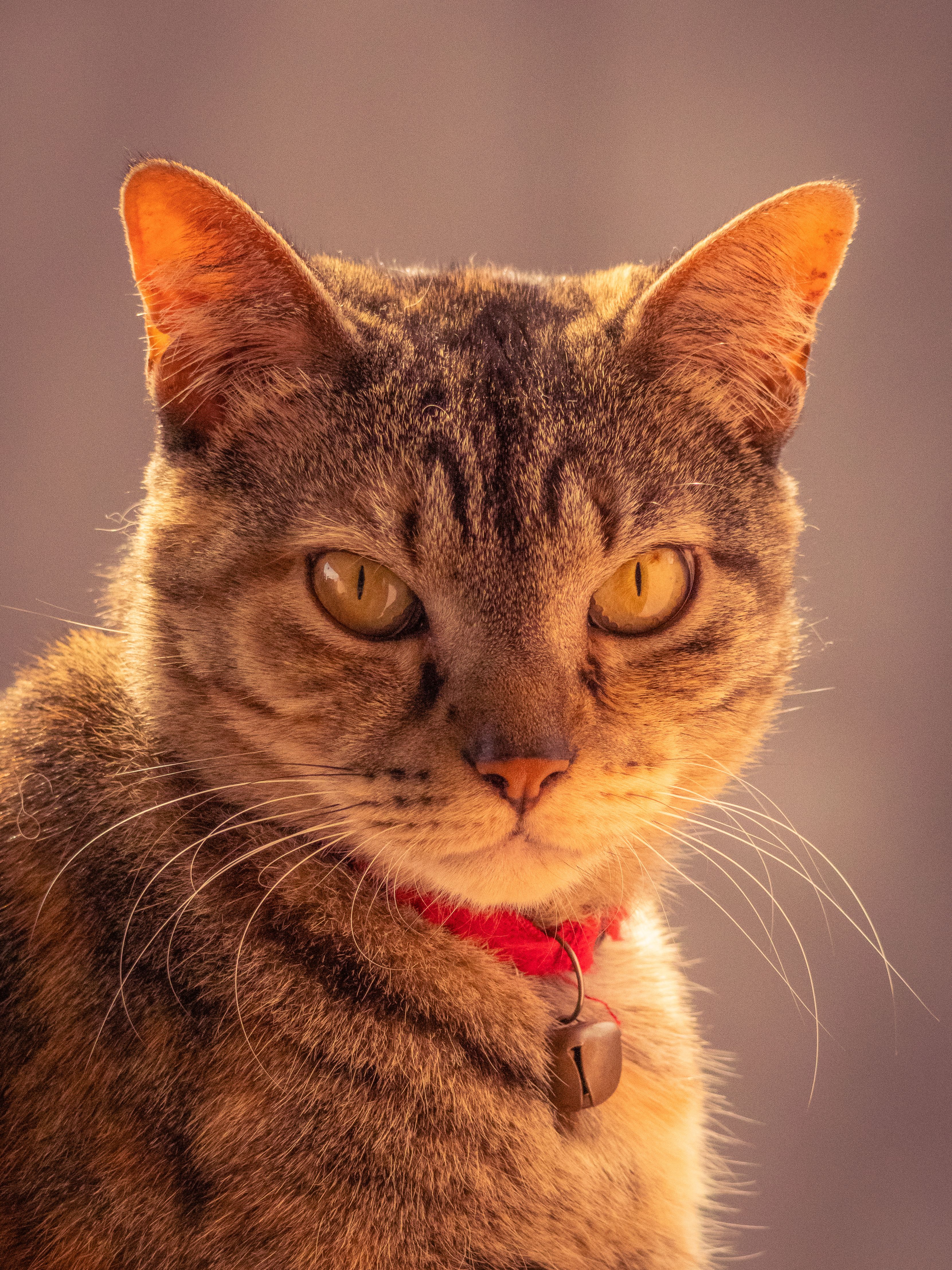 Animal Whisker Billeder Photos, Download The BEST Free Animal Whisker ...