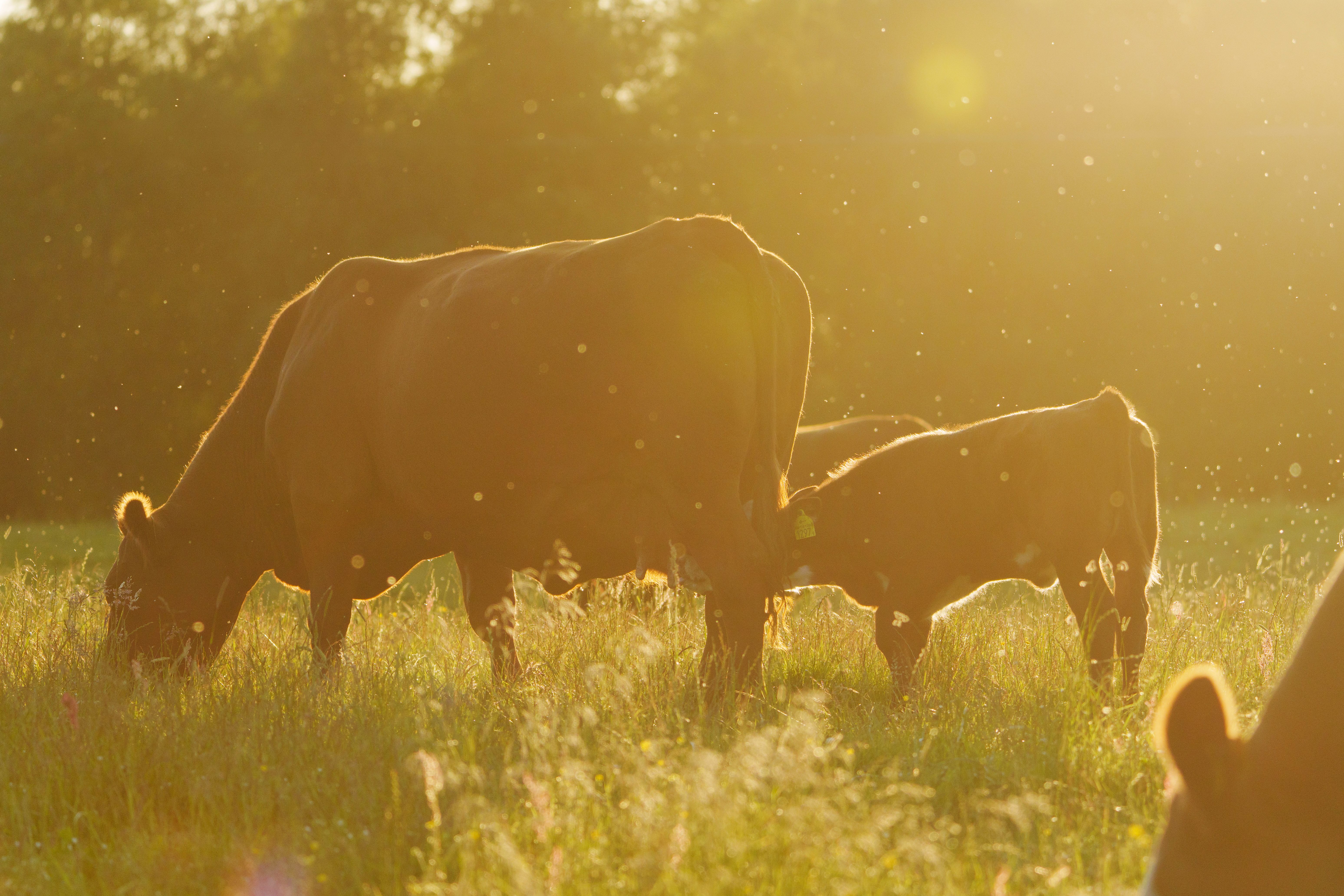 Golden Hour Grazing Cows in Sunlit Pasture · Free Stock Photo