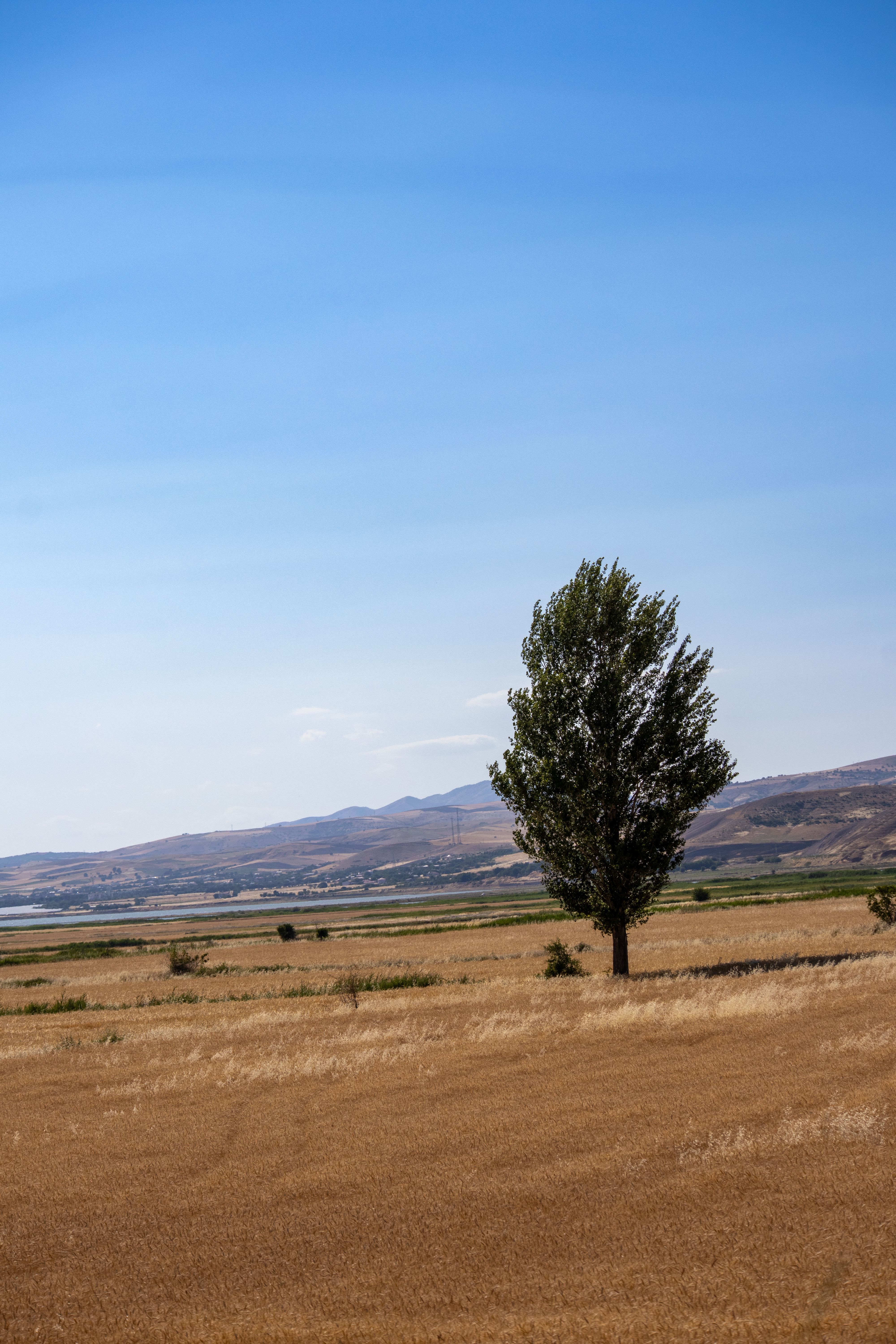 Lone Tree in Palu Elazığ's Expansive Landscape · Free Stock Photo