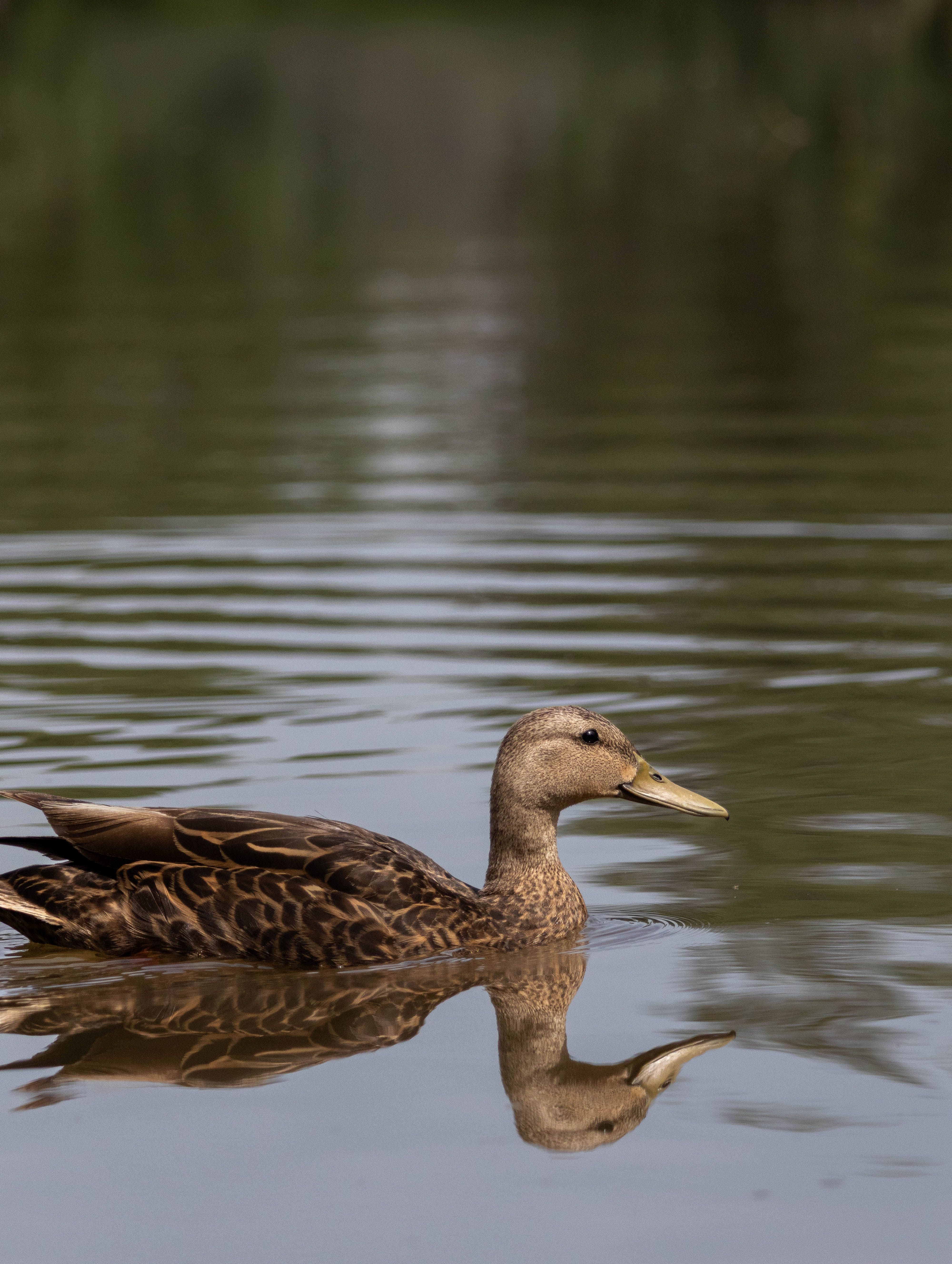 Pikini Duck Photos, Download The BEST Free Pikini Duck Stock Photos ...