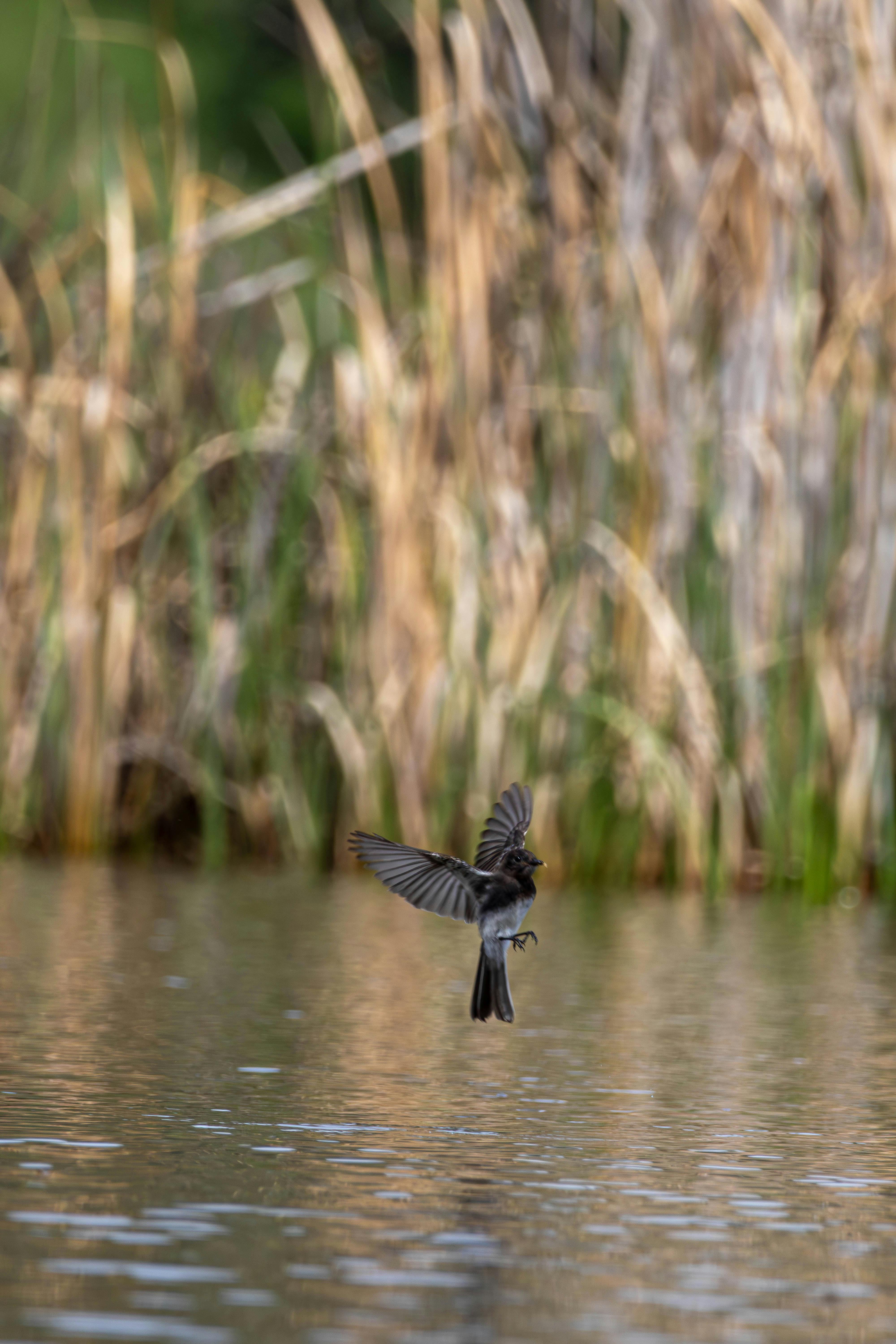 Swamp Birds Photos, Download The BEST Free Swamp Birds Stock Photos ...