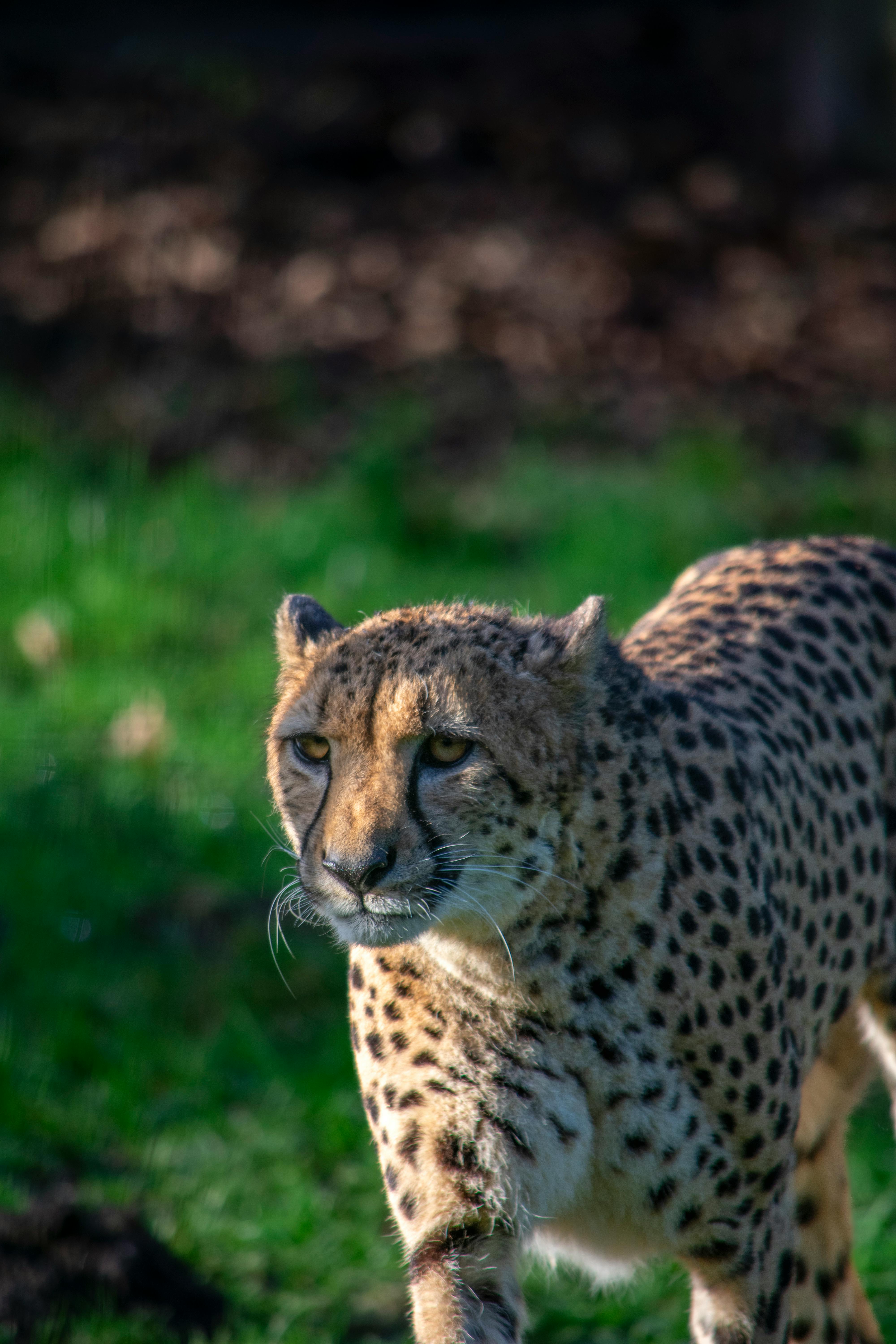 Evolution Photos, Download The BEST Free Evolution Stock Photos & HD Images