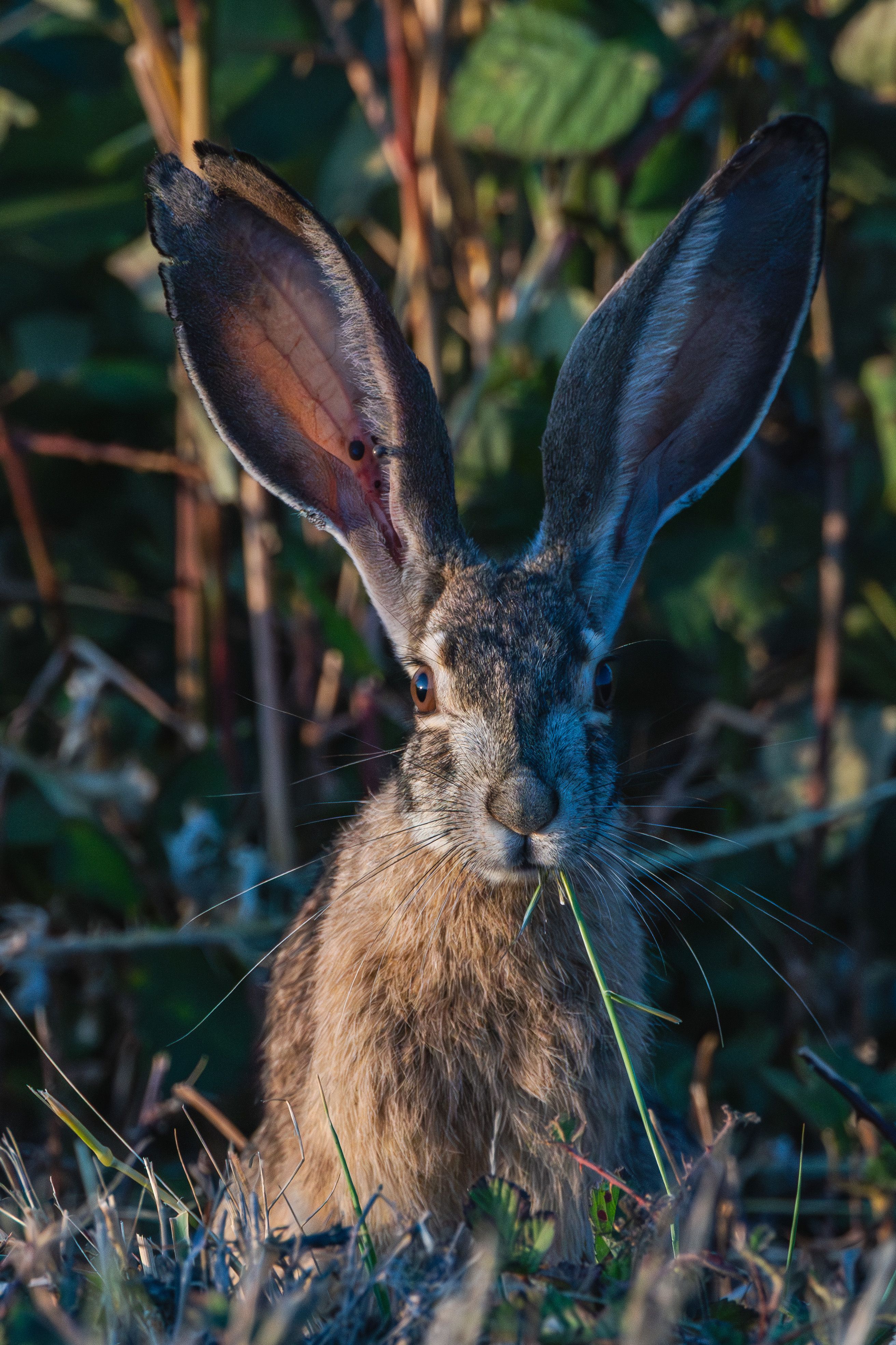 Wildlife Pose Photos, Download The BEST Free Wildlife Pose Stock Photos ...