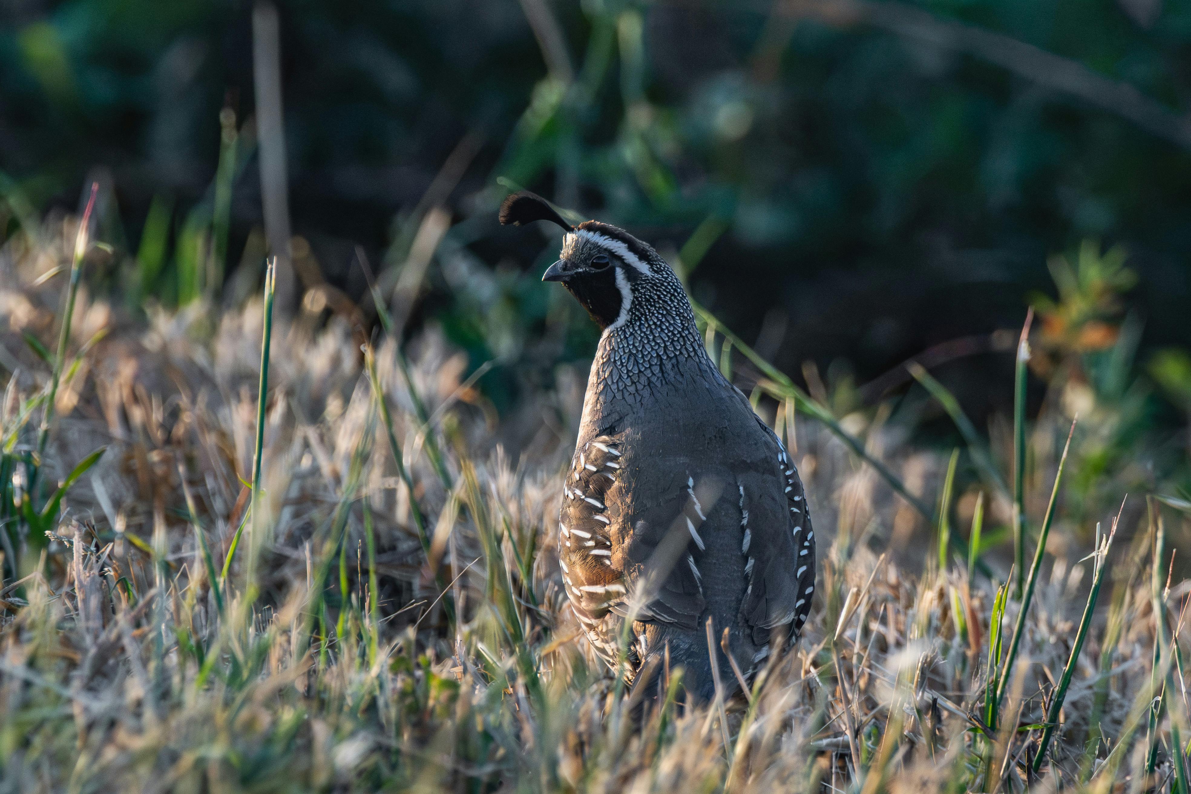 Foraging Photos, Download The BEST Free Foraging Stock Photos & HD Images