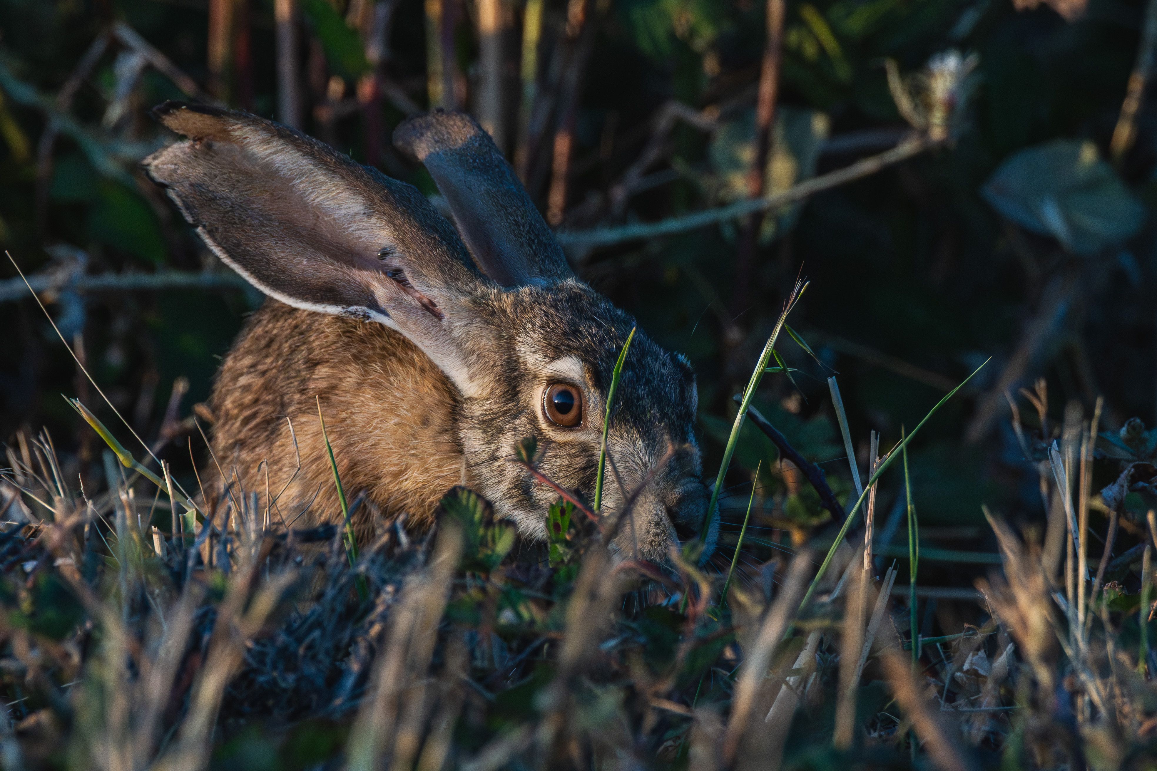 Close-Up of Hare Hiding in Grass at Dusk · Free Stock Photo