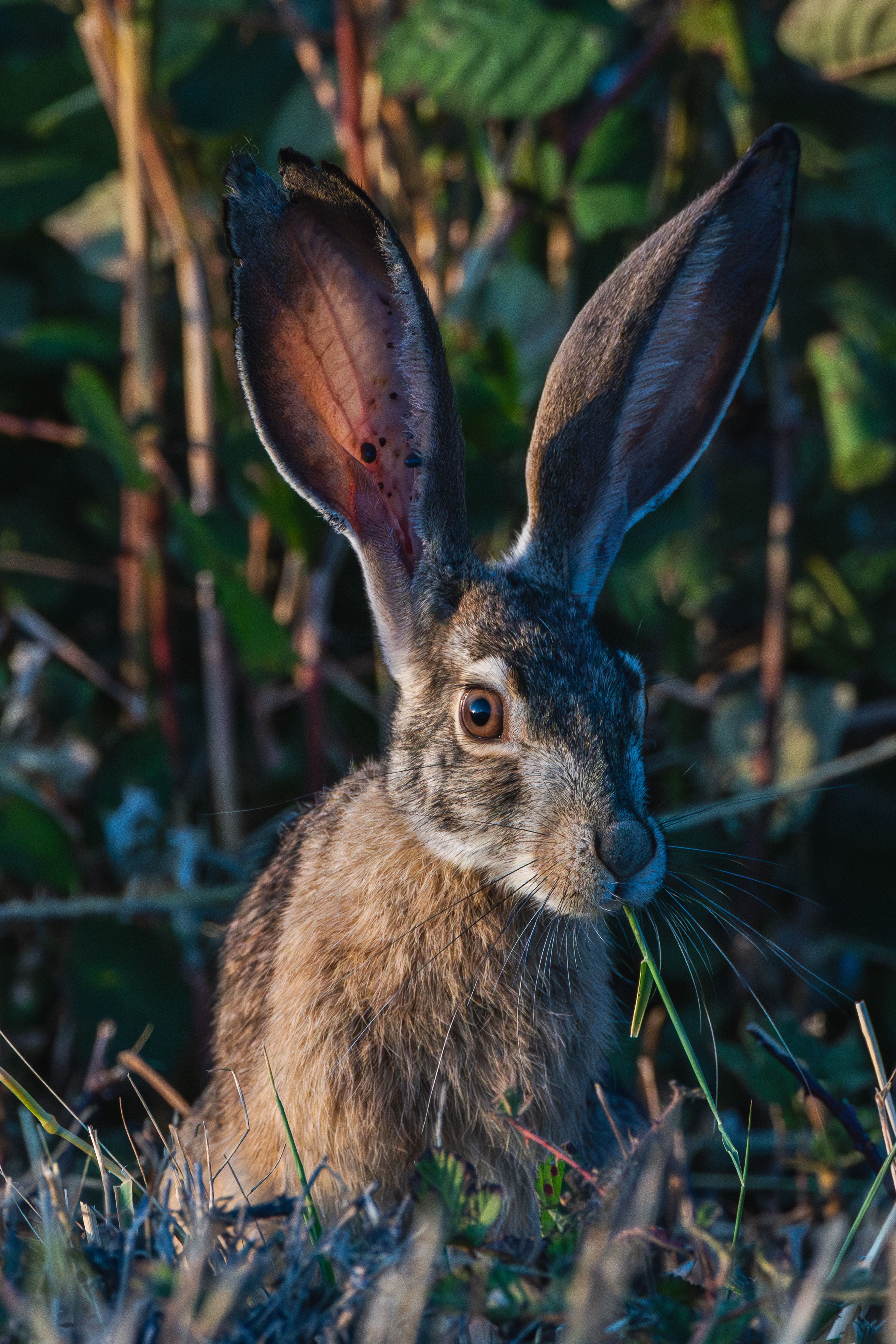 Hare Photos, Download The BEST Free Hare Stock Photos & HD Images