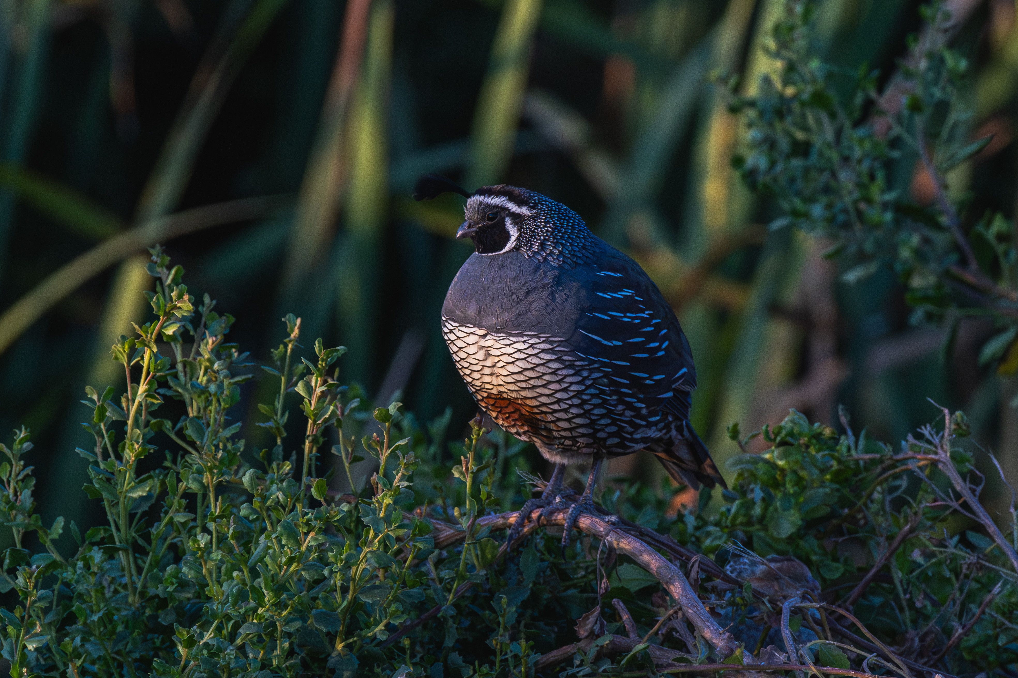 Quail Species Photos, Download The BEST Free Quail Species Stock Photos ...