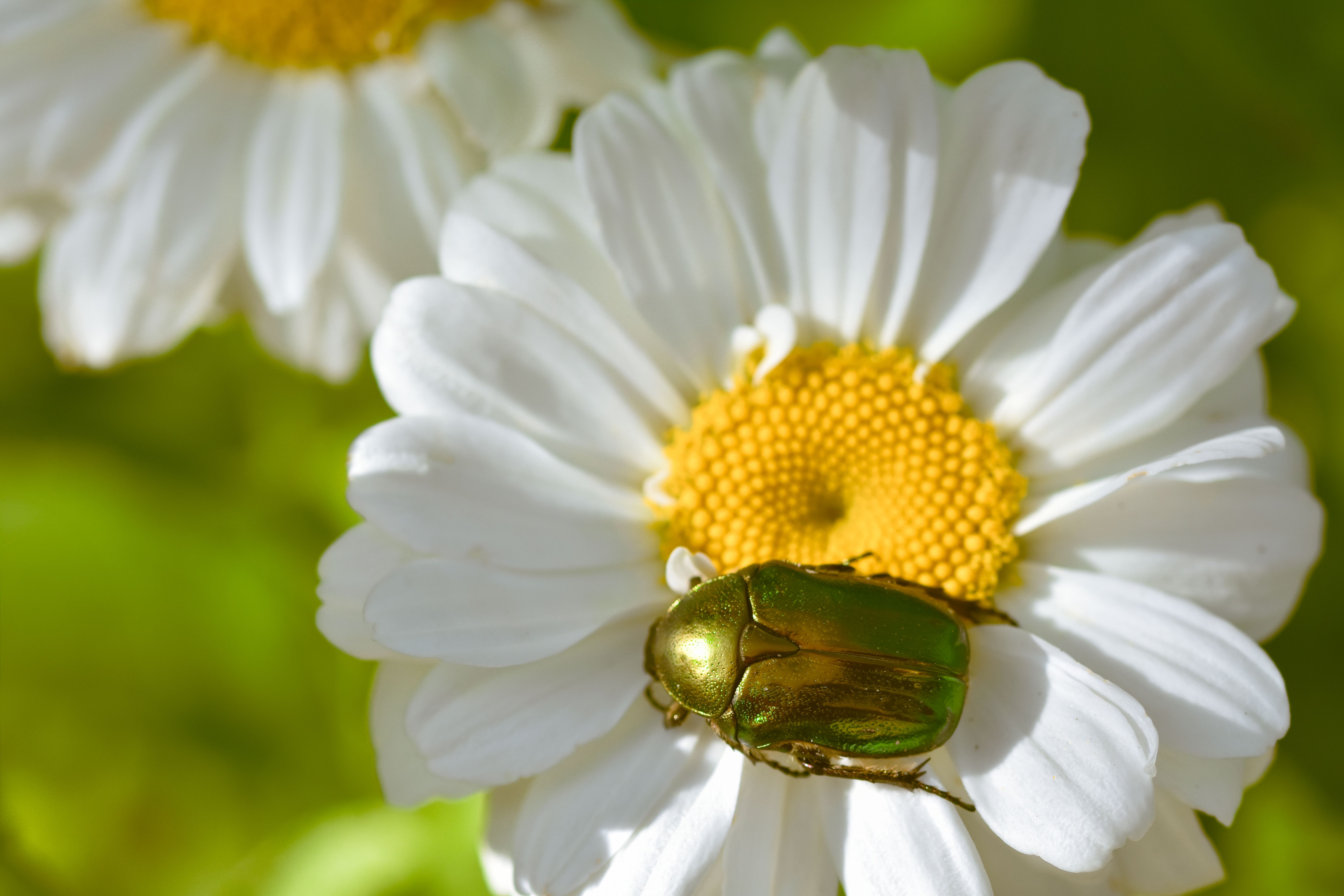 Macro Shot of Green Rose Beetle on White Daisy · Free Stock Photo
