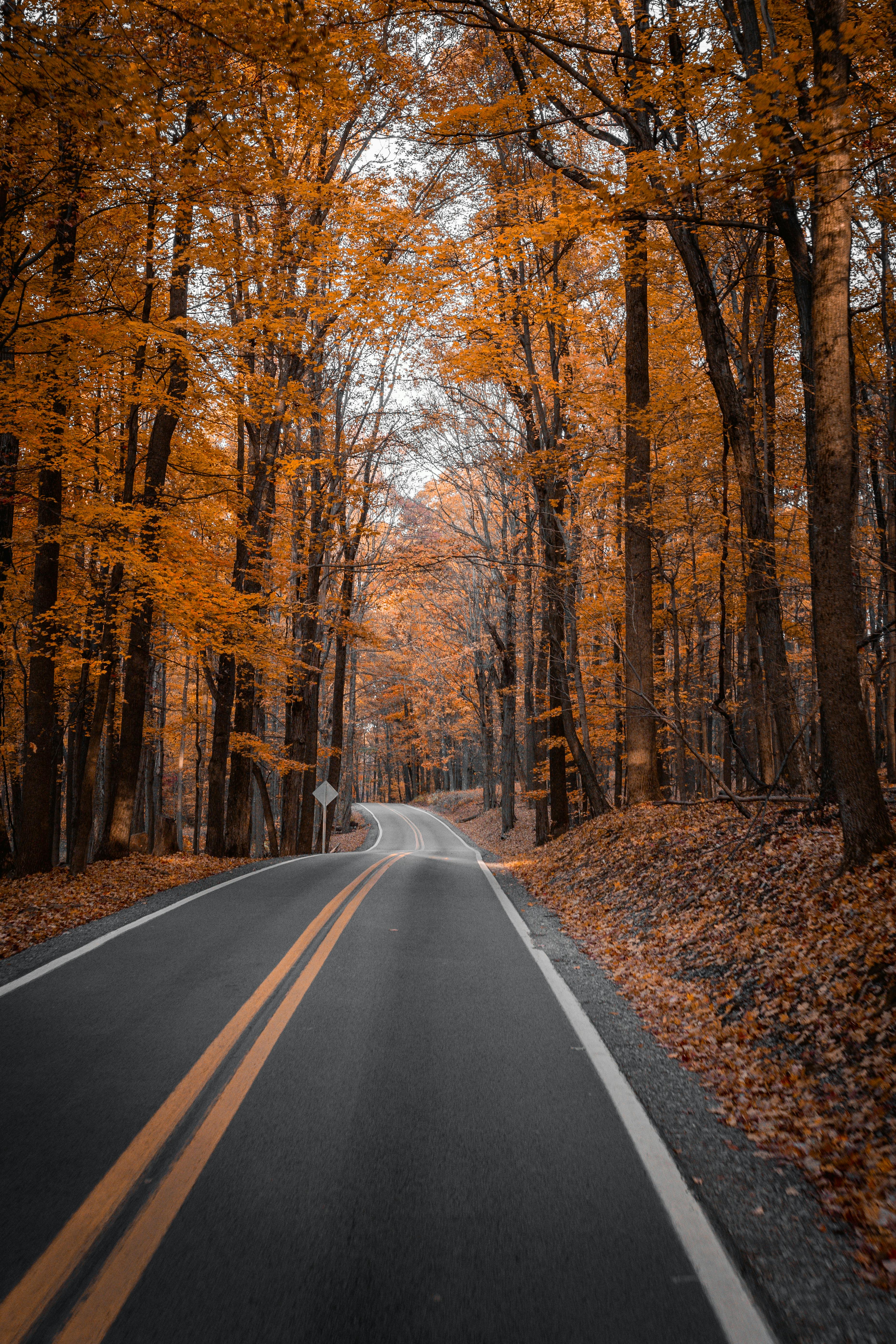 Scenic Autumn Road Through Vibrant Fall Forest · Free Stock Photo