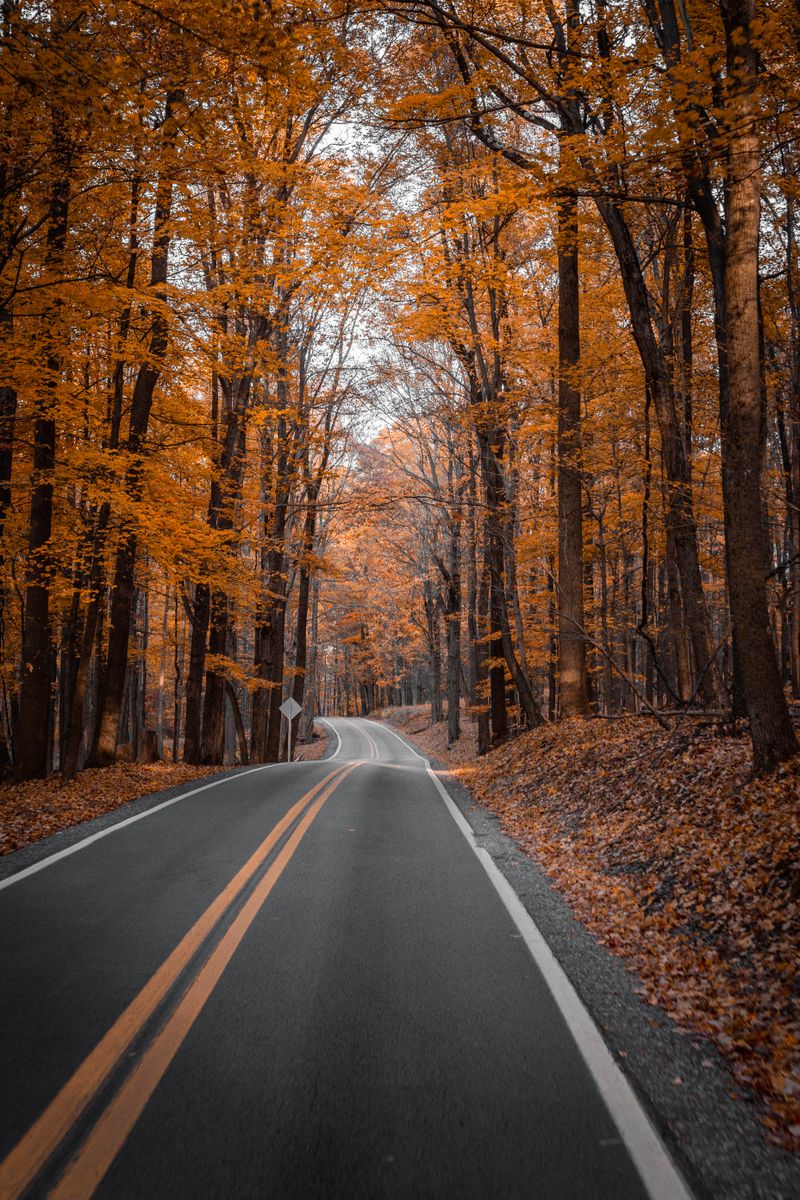 Autumn Road Photos, Download The BEST Free Autumn Road Stock Photos ...