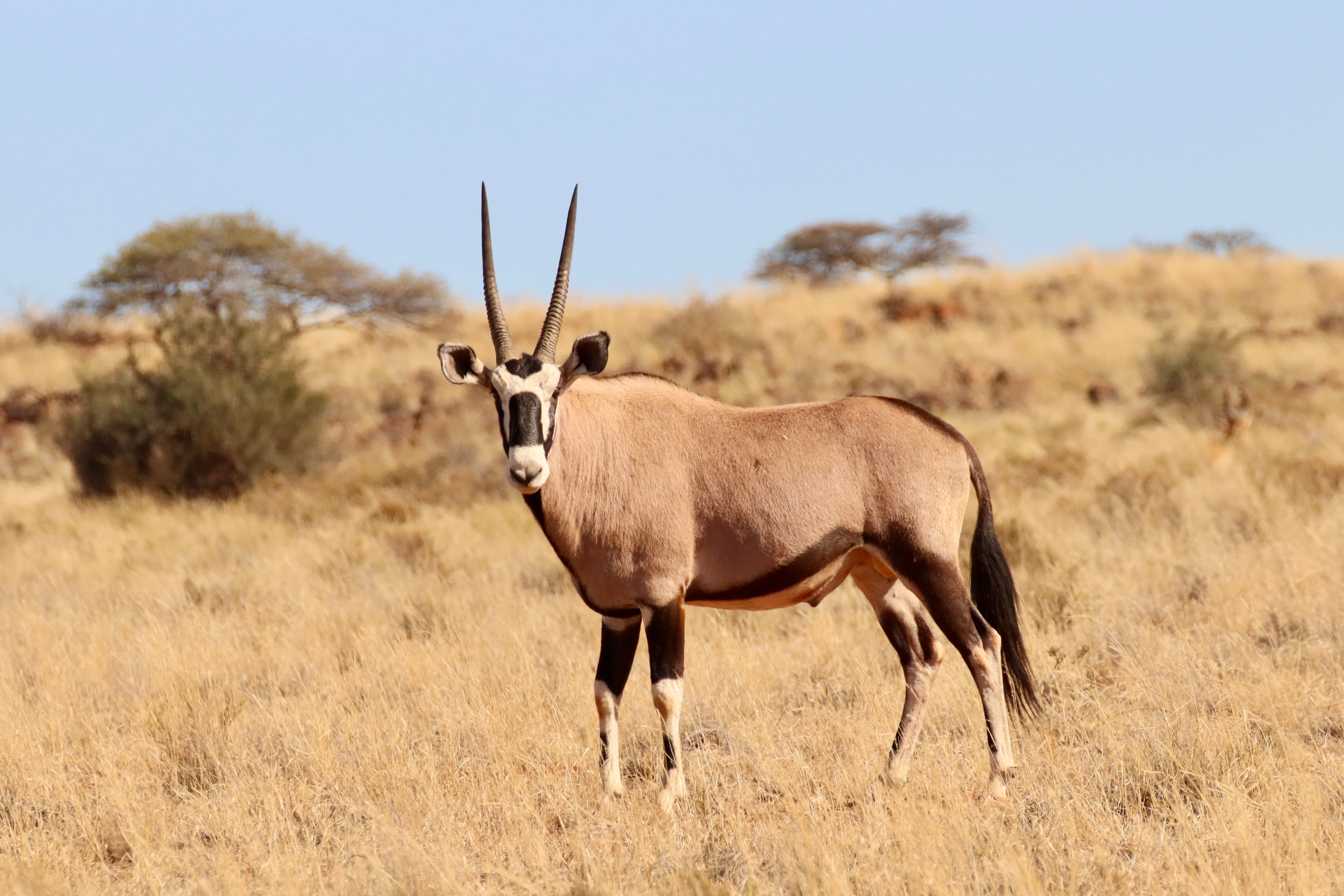 Graceful Oryx in the Namibian Desert Landscape · Free Stock Photo