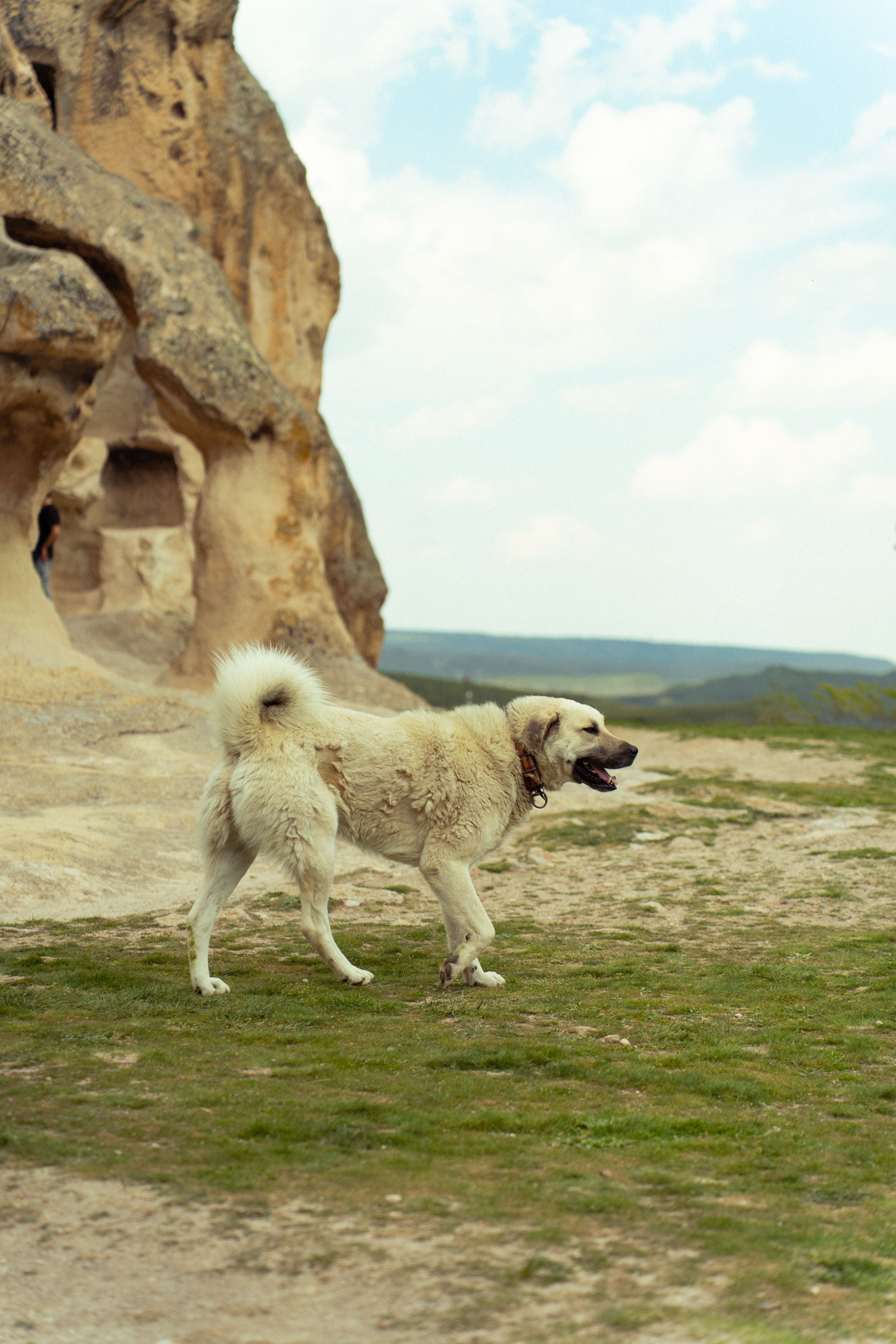 Anatolian Shepherd Dog in Turkish Countryside · Free Stock Photo