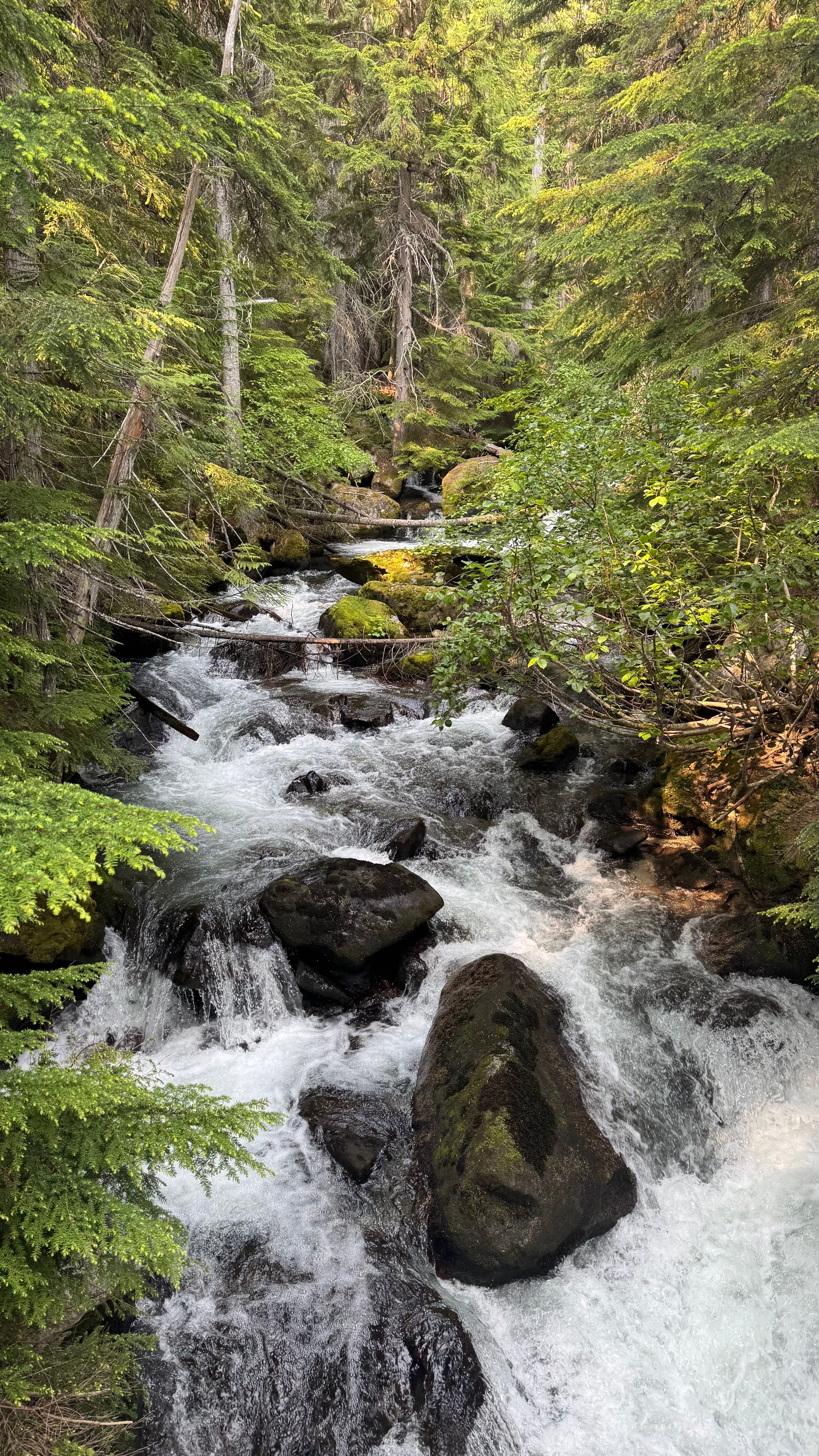 Pristine Forest Stream Flowing Through Lush Greenery · Free Stock Photo