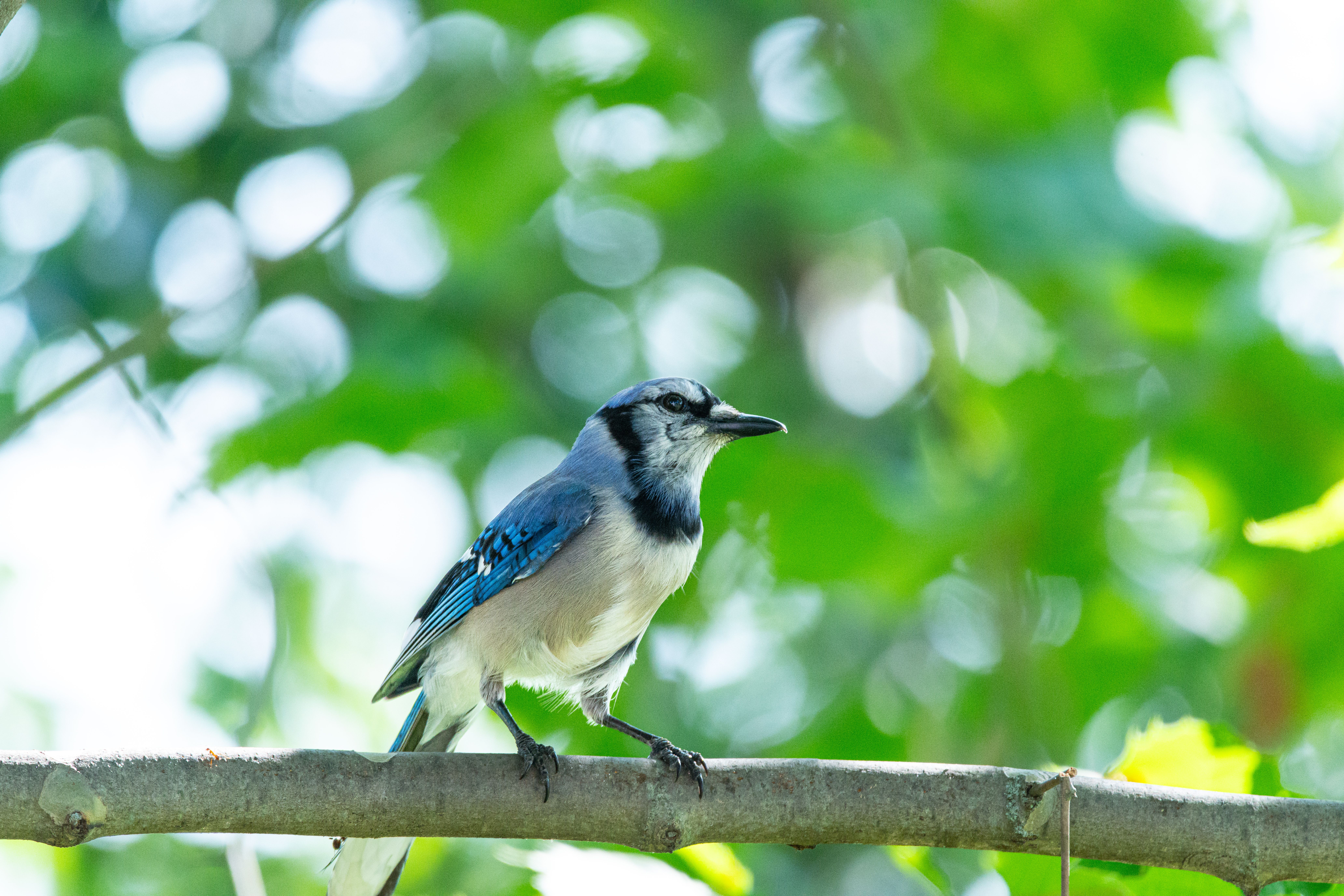 Blue Jay in Lush Greenery of Pennsylvania · Free Stock Photo