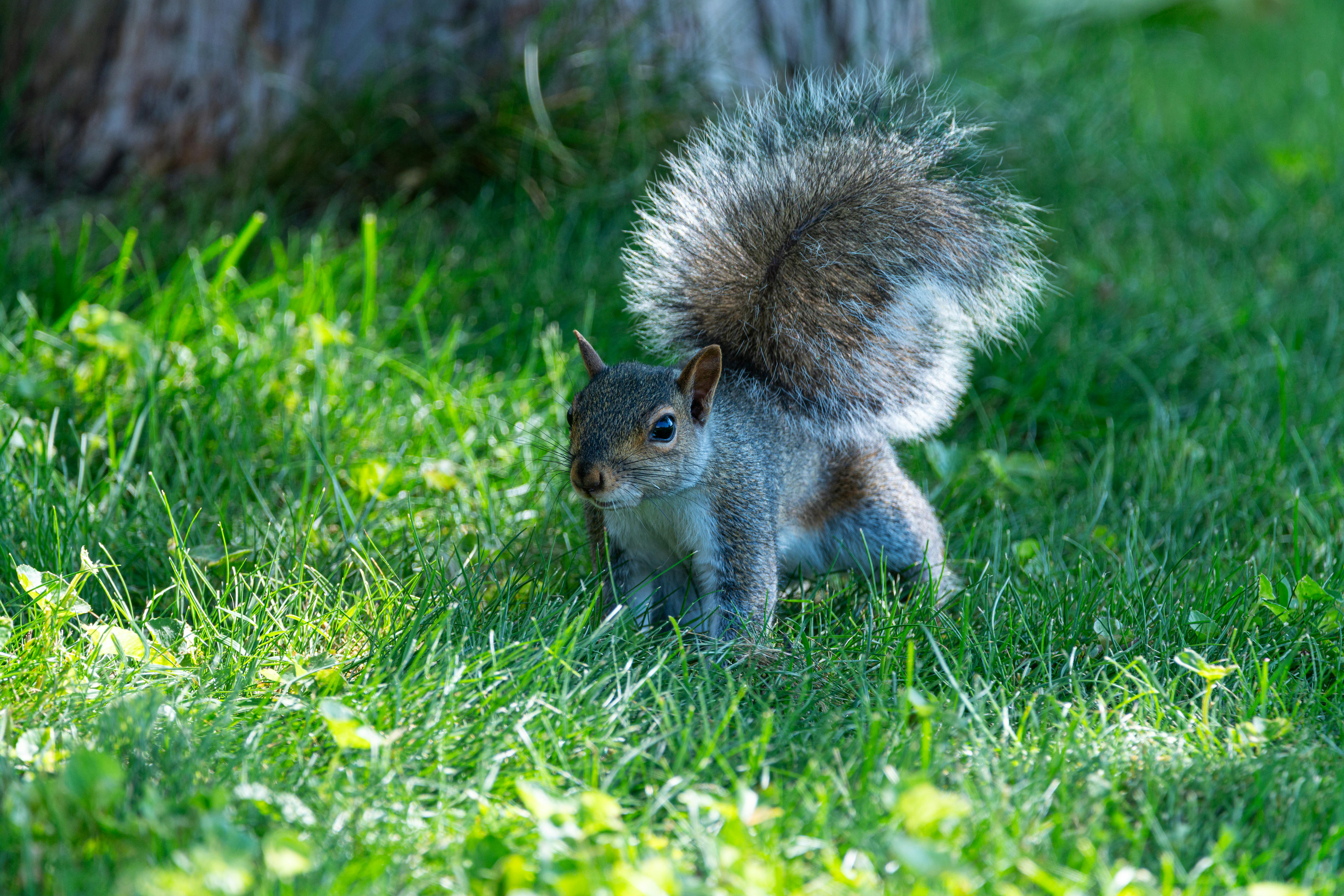 Suburban Zombies Photos, Download The BEST Free Suburban Zombies Stock ...