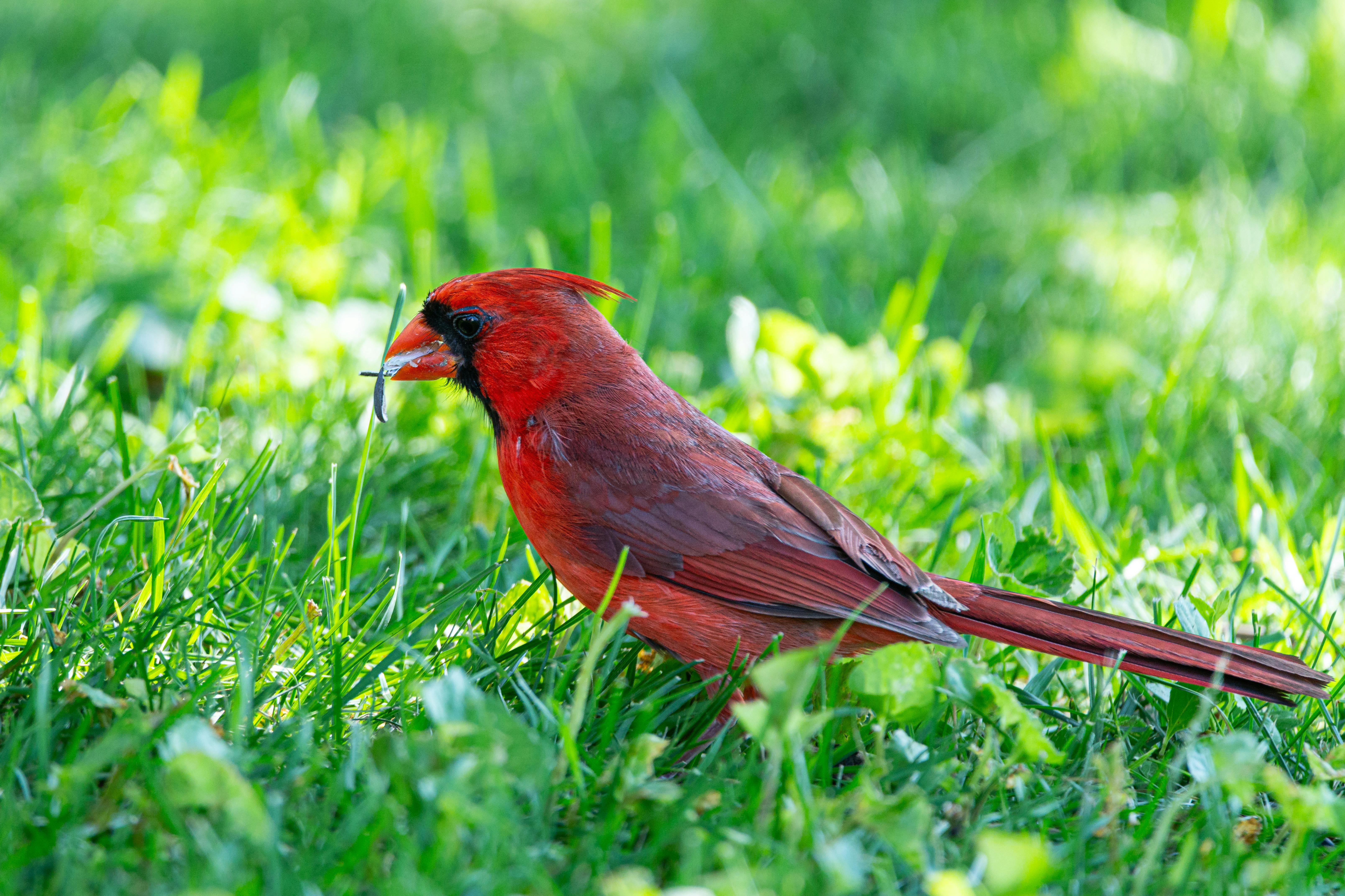 Northern Cardinal Bird In Autumn Photos, Download The BEST Free ...