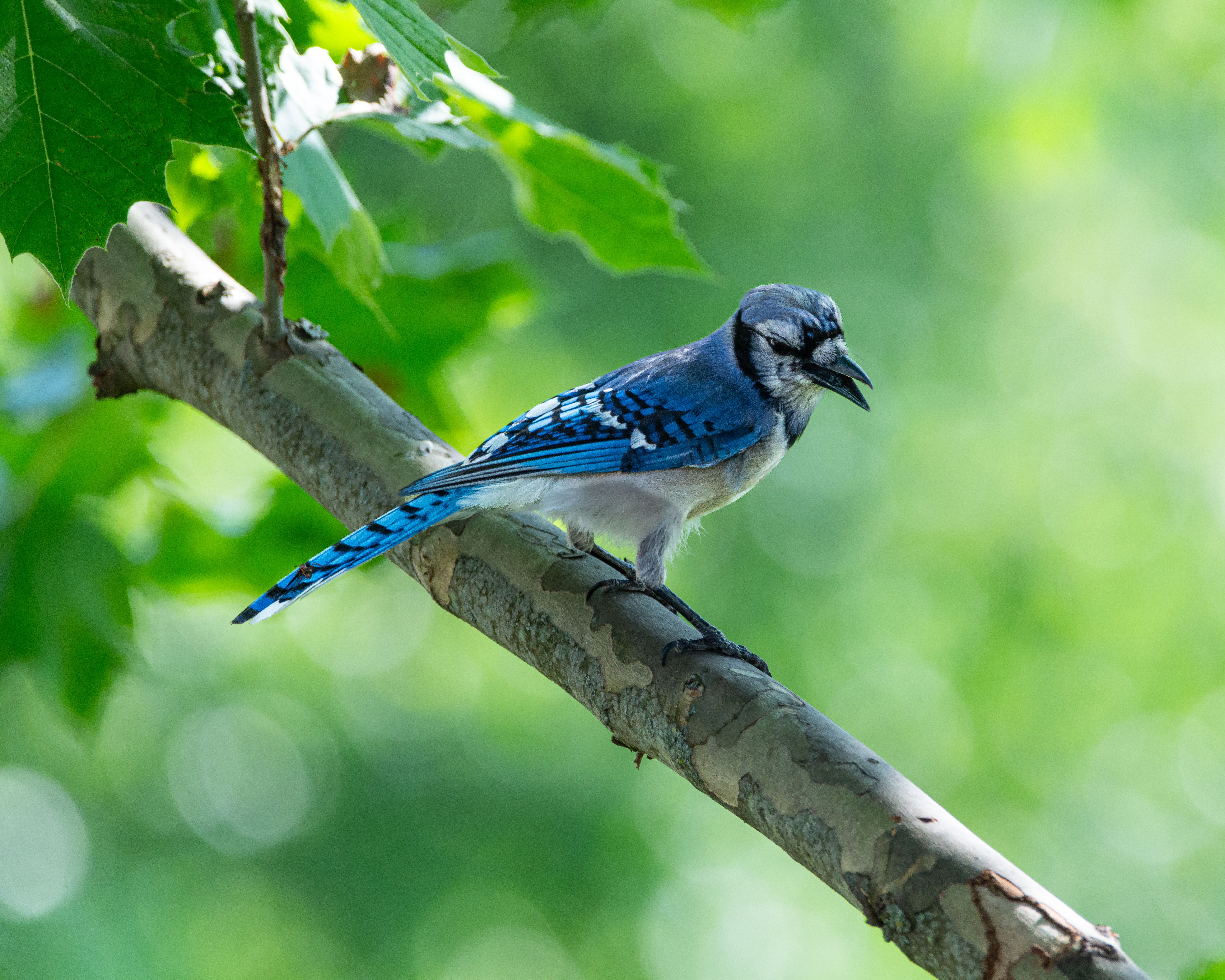 Close-up of a Blue Jay on a Tree Branch · Free Stock Photo
