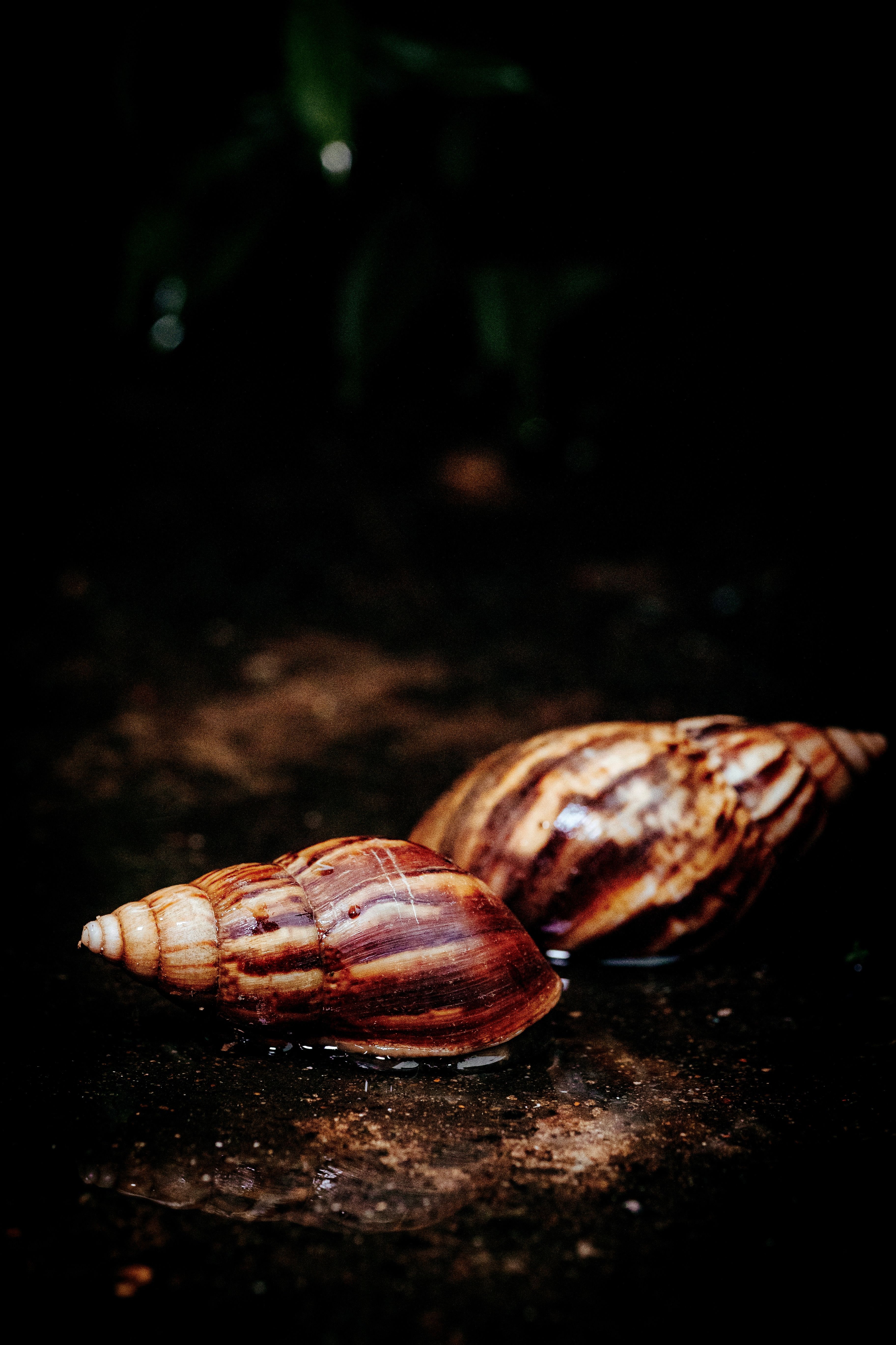 Close-Up of Two Giant African Land Snails on Wet Surface · Free Stock Photo