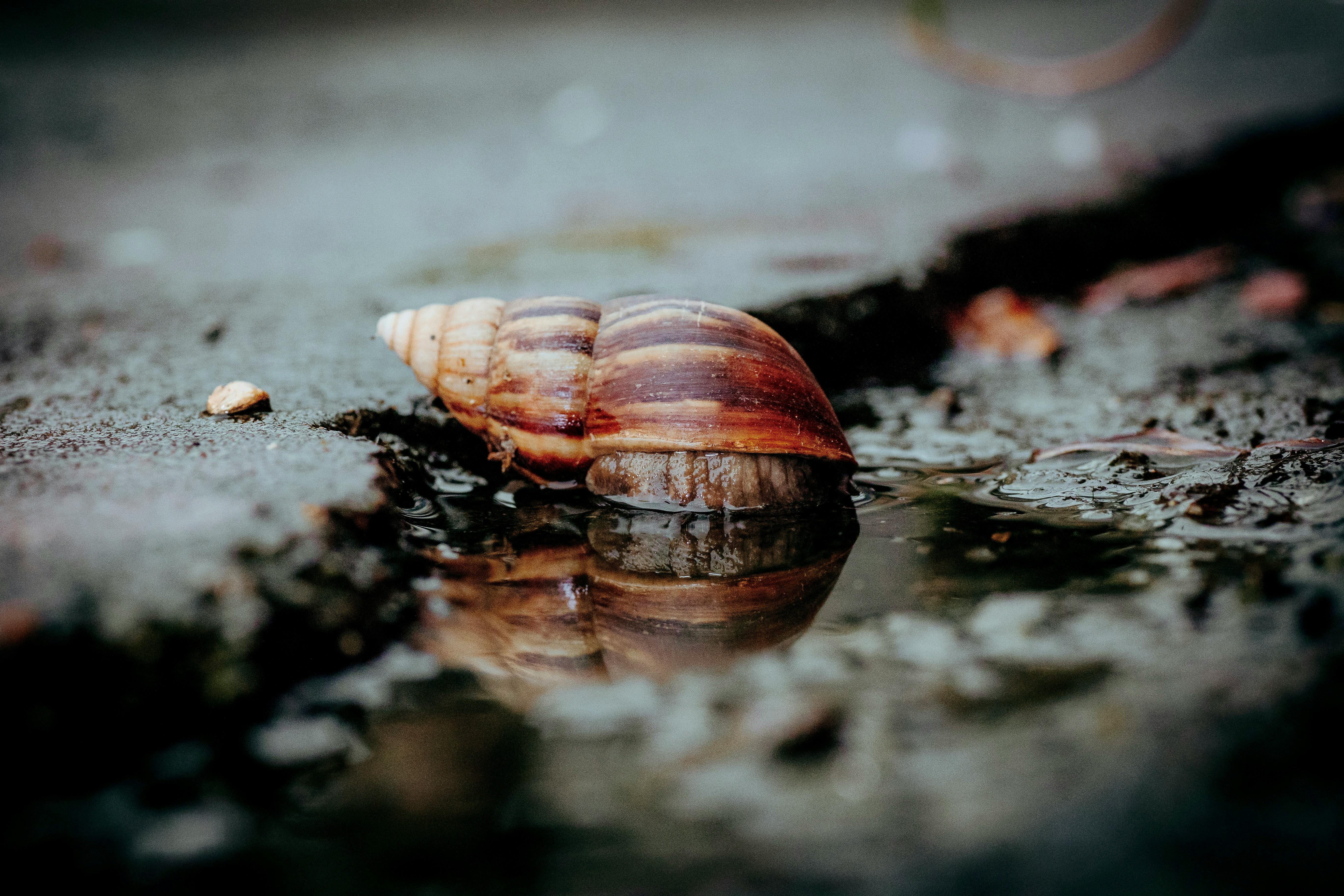 Close-up of a Snail in Reflection Puddle · Free Stock Photo