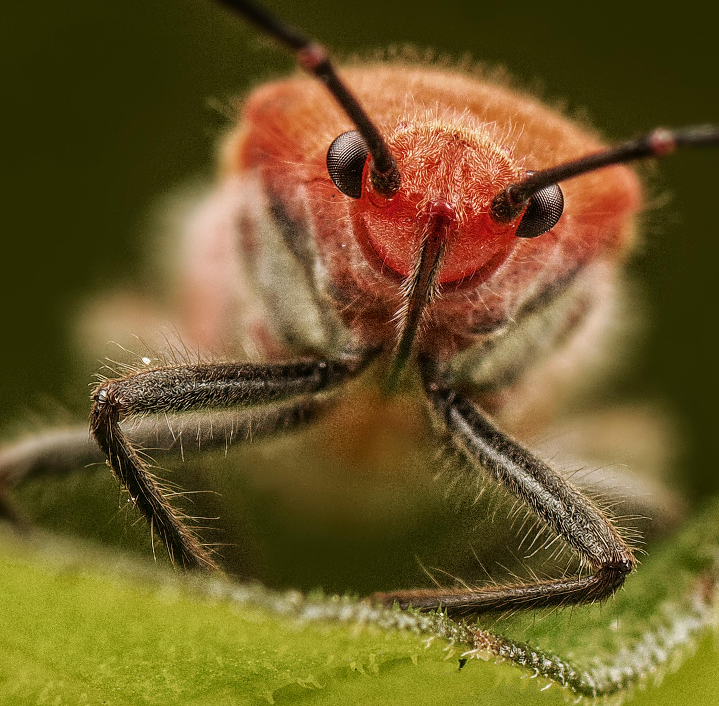 Close-Up Macro of a Red Insect on Leaf · Free Stock Photo