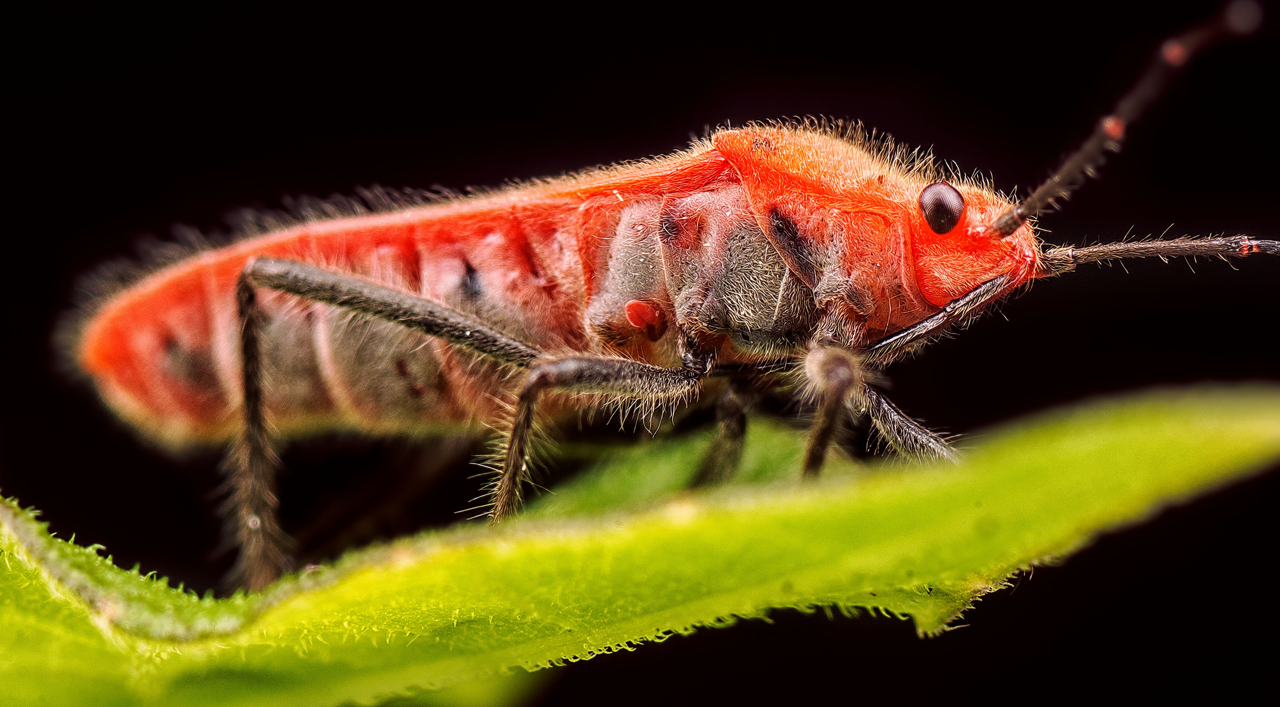 Hairy Pissies Photos, Download The BEST Free Hairy Pissies Stock Photos ...