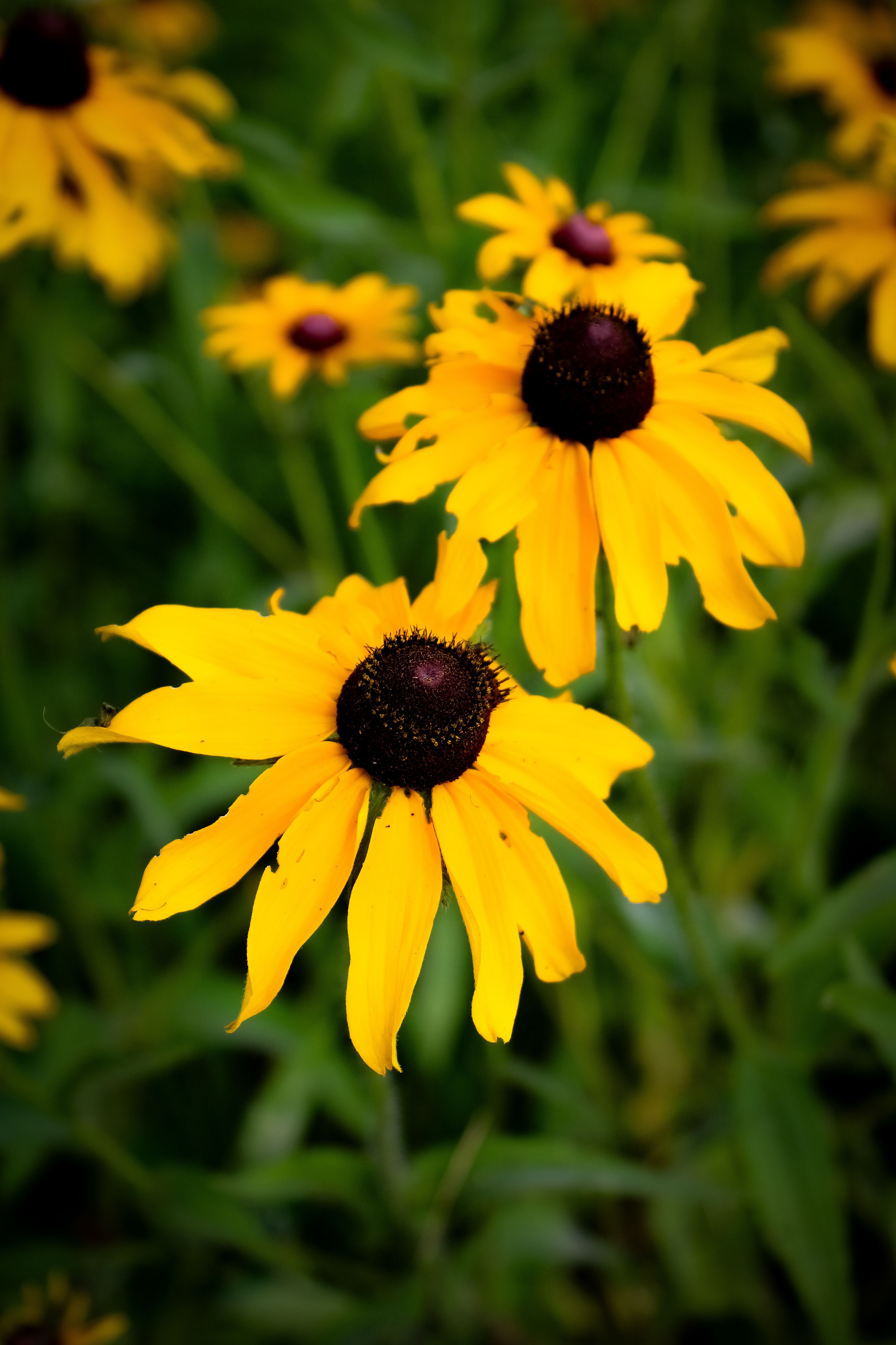 Vibrant Yellow Black-Eyed Susans in Bloom · Free Stock Photo