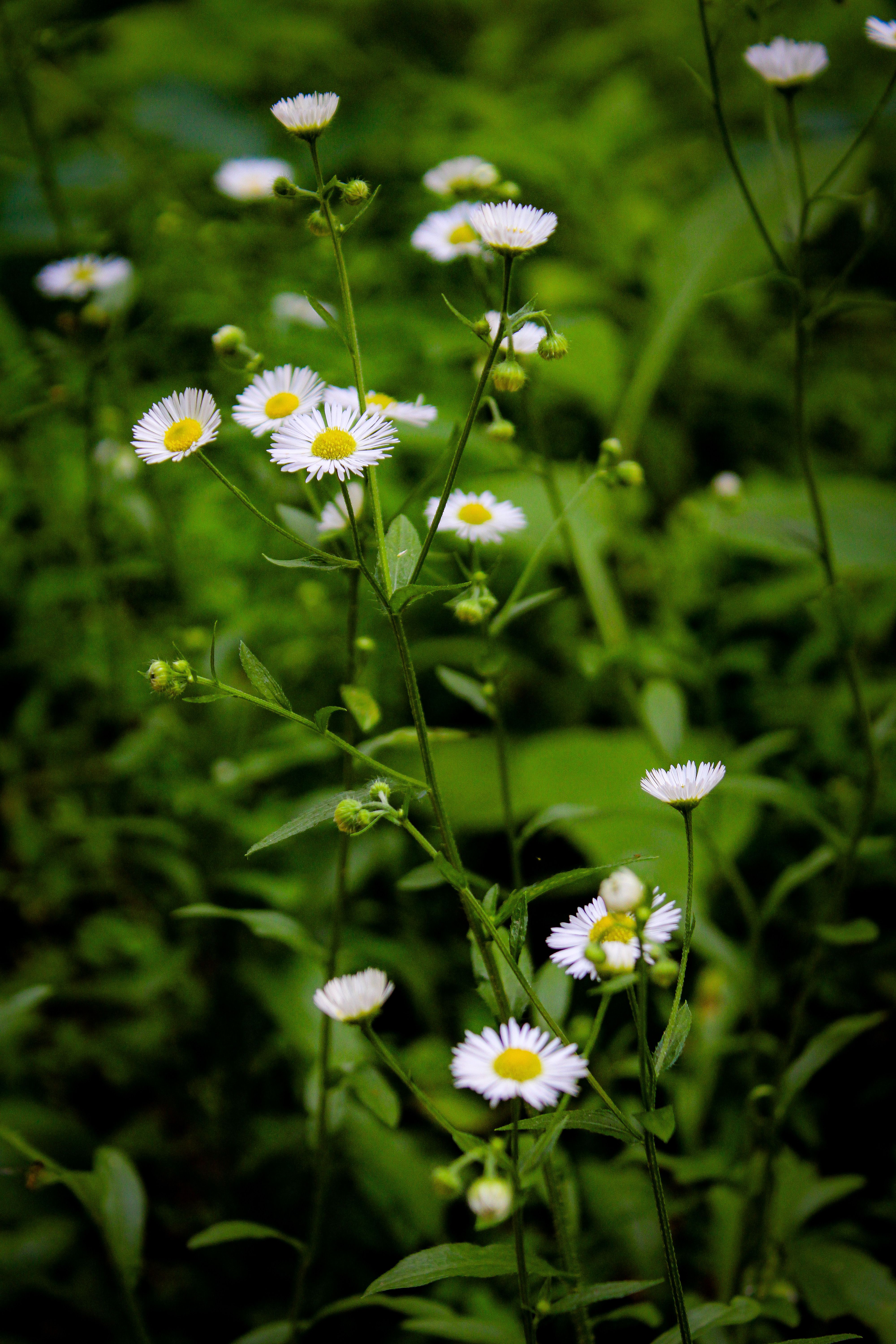 White Wildflowers in a Forest Setting · Free Stock Photo