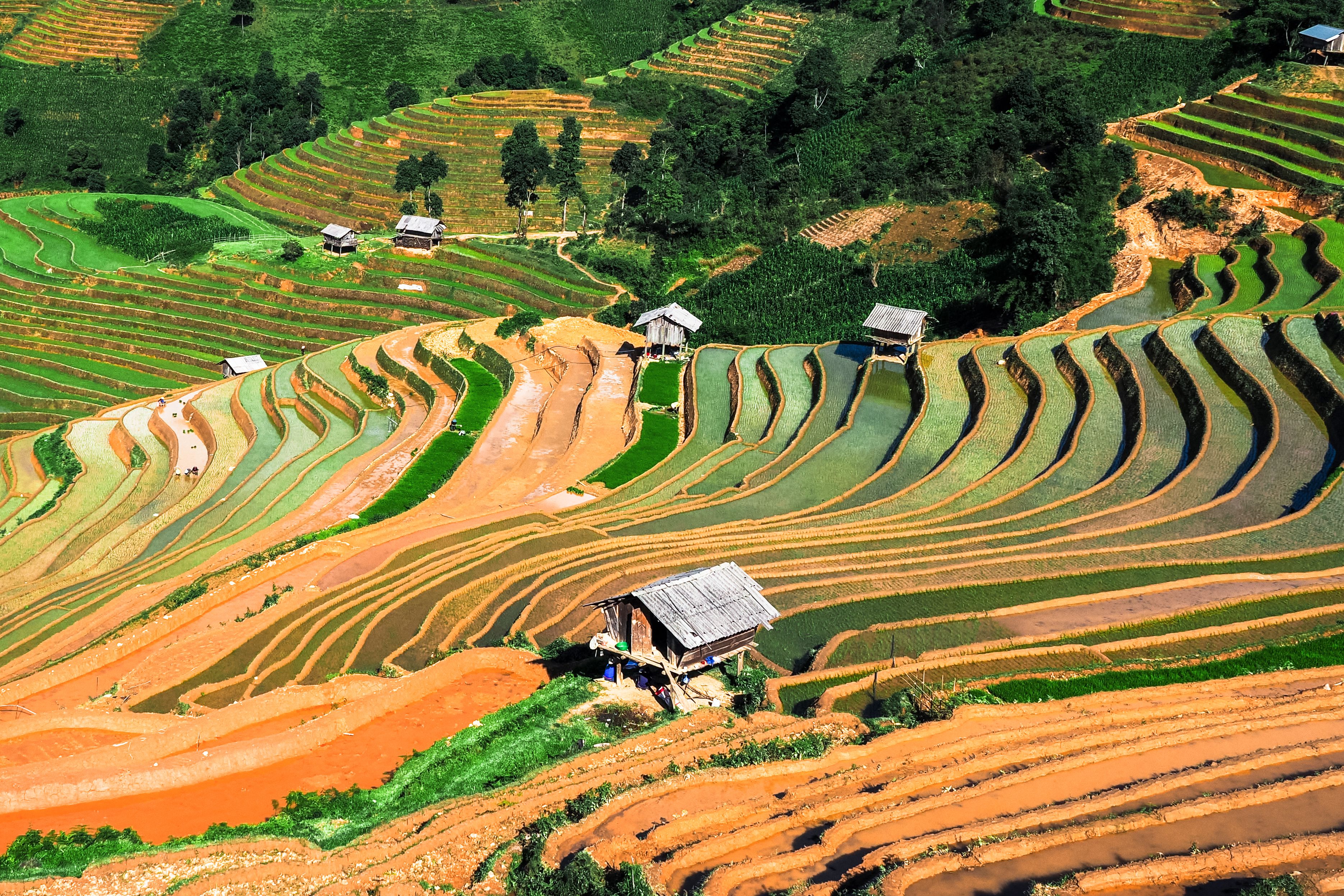 Rice Terraces · Free Stock Photo