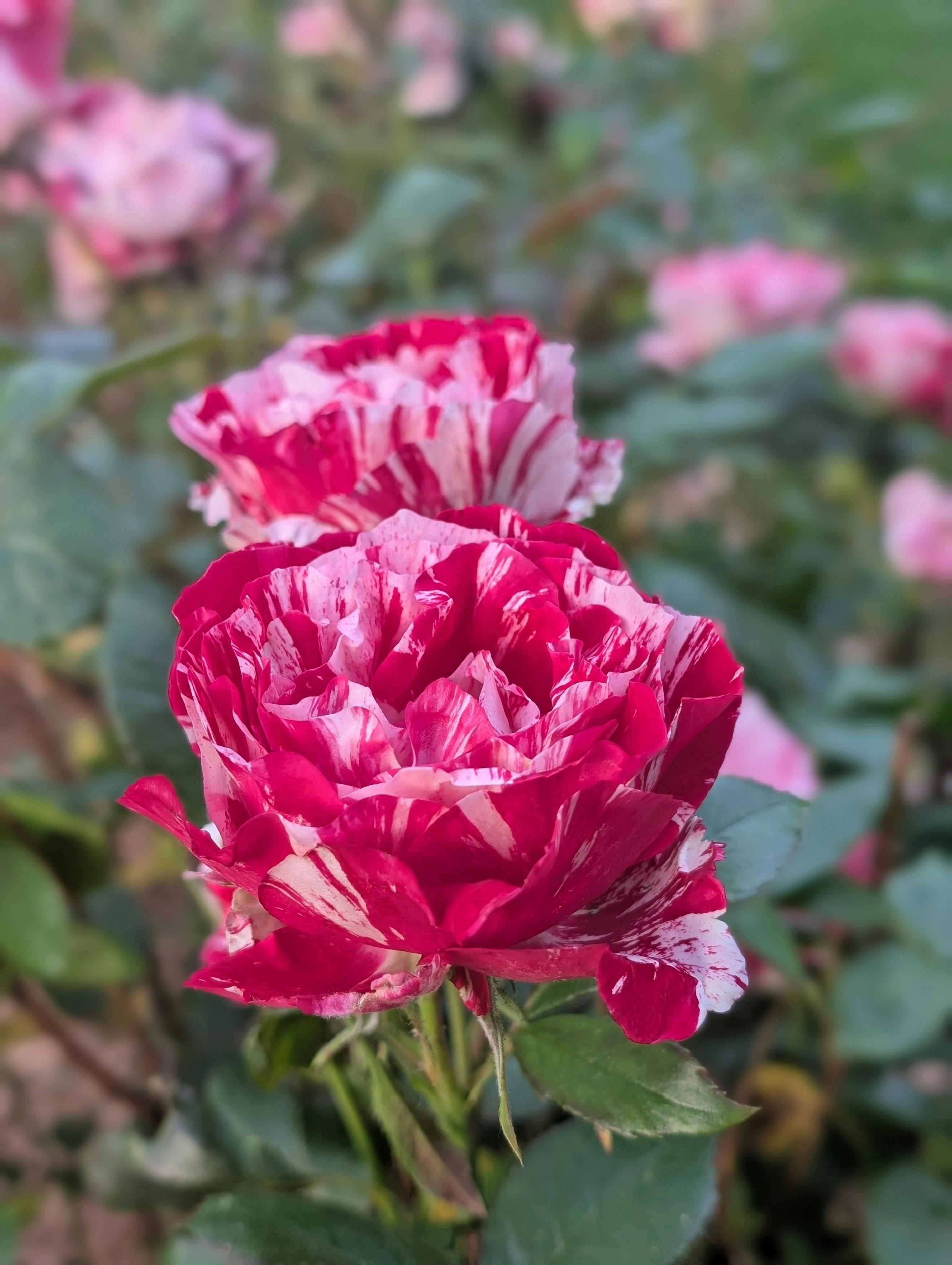 Vibrant Red and White Roses in Bloom · Free Stock Photo