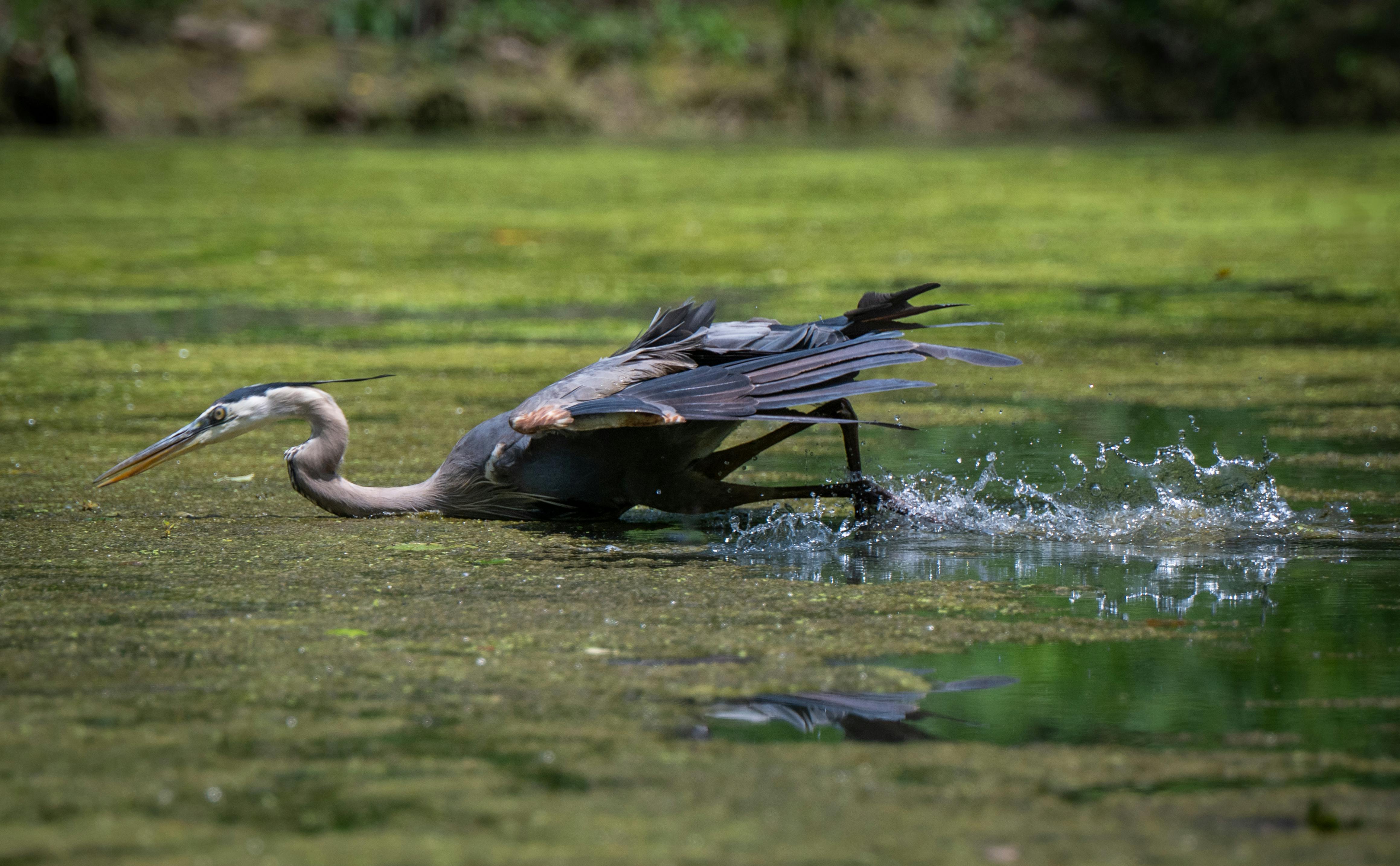 Scroller+Butterfly+Wings Photos, Download The BEST Free Scroller ...