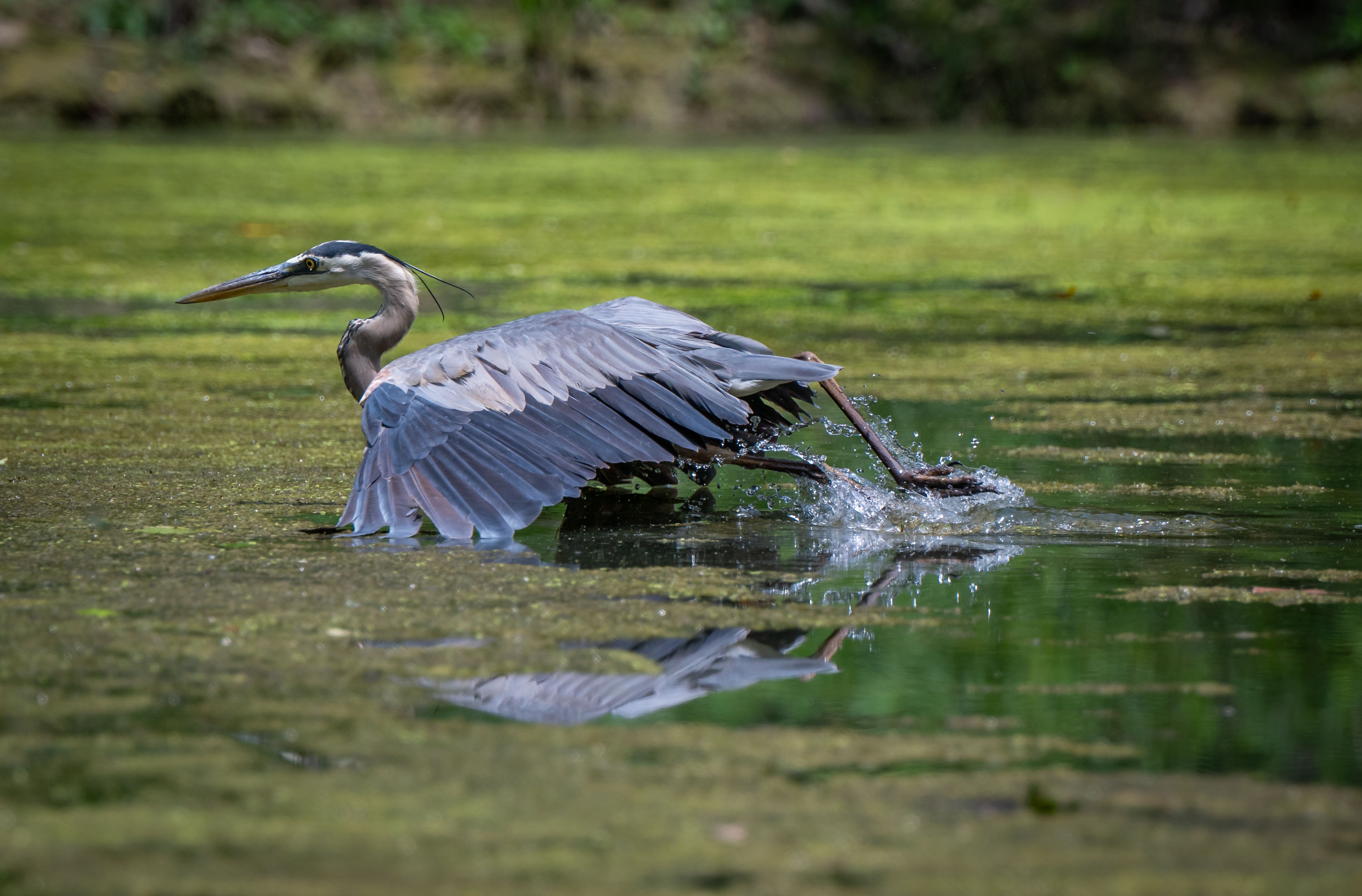 Great Blue Heron In Wetland Habitat Free Stock Photo