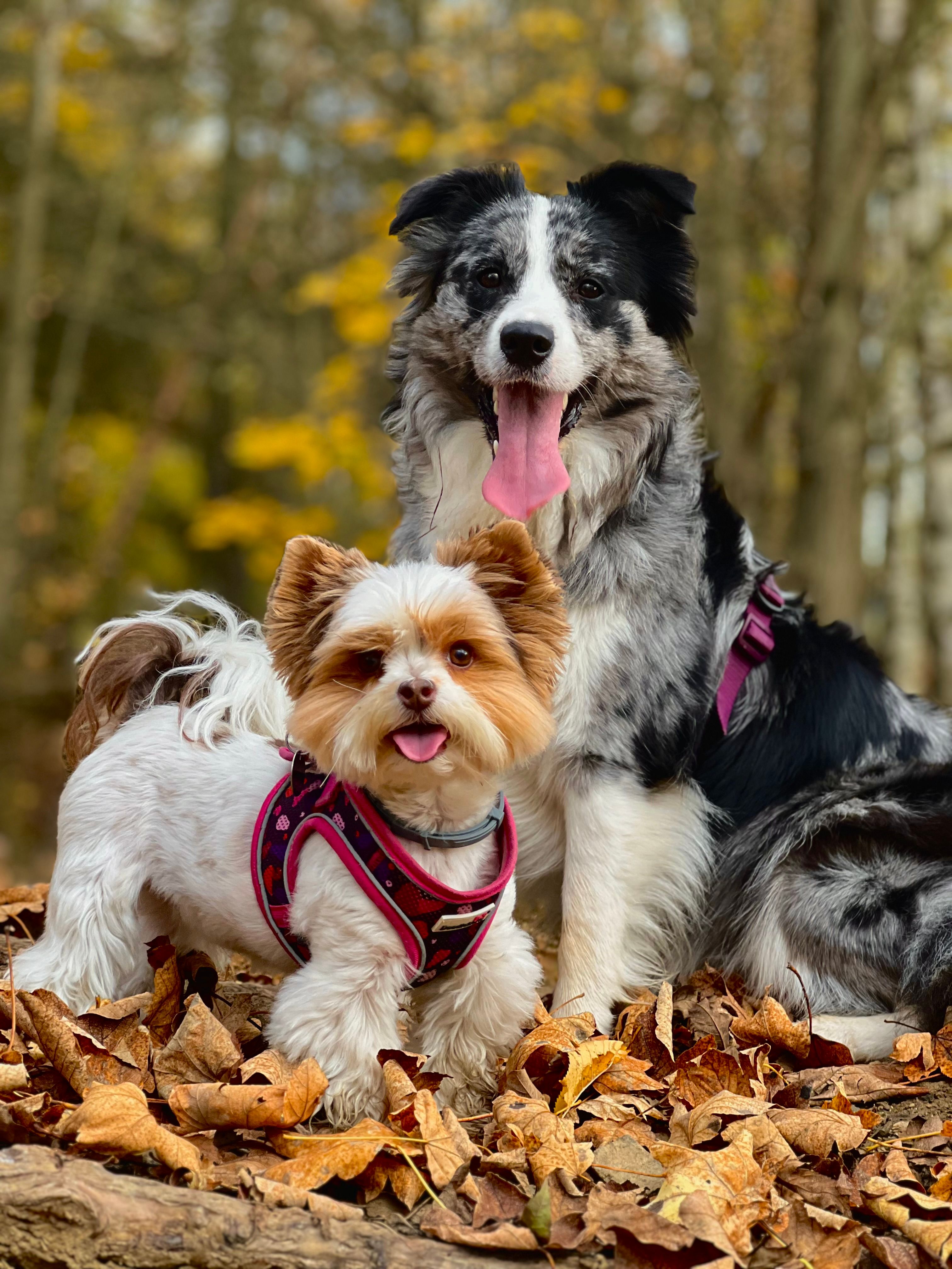 Happy Dogs Photos, Download The BEST Free Happy Dogs Stock Photos & HD ...