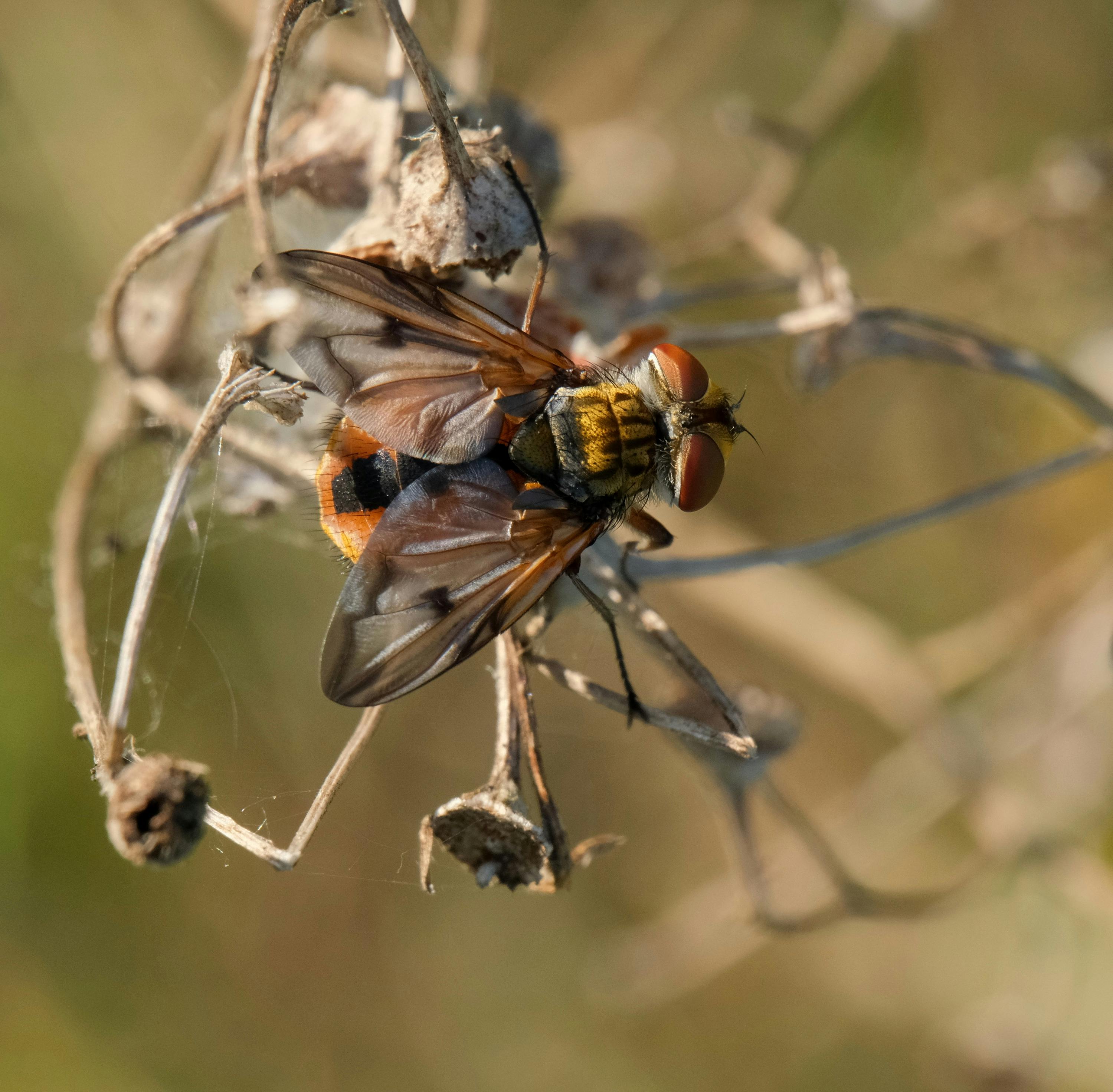 Close-Up of Yellow-Headed Fly on Stem · Free Stock Photo