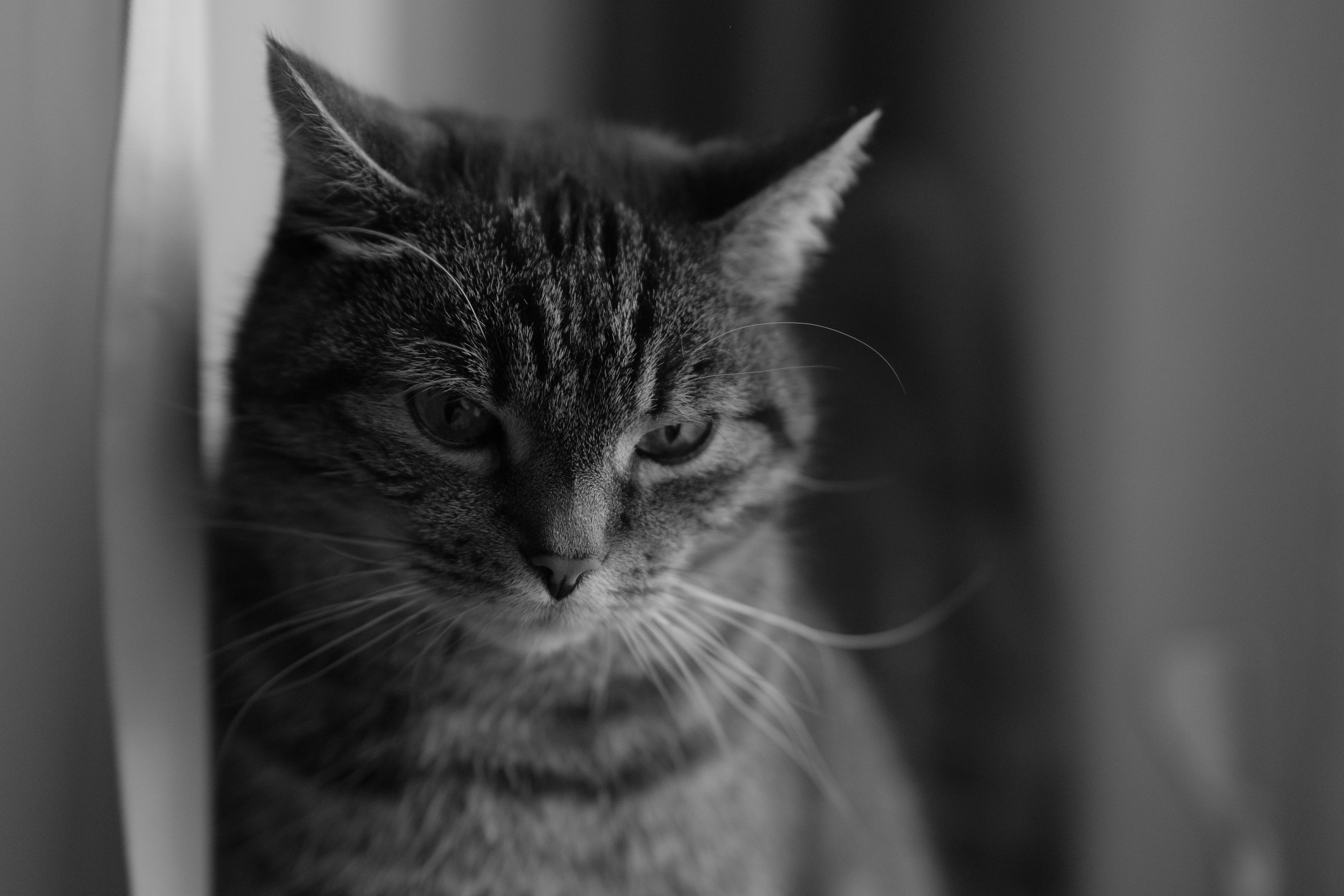 Cat In Shade Photos, Download The BEST Free Cat In Shade Stock Photos ...