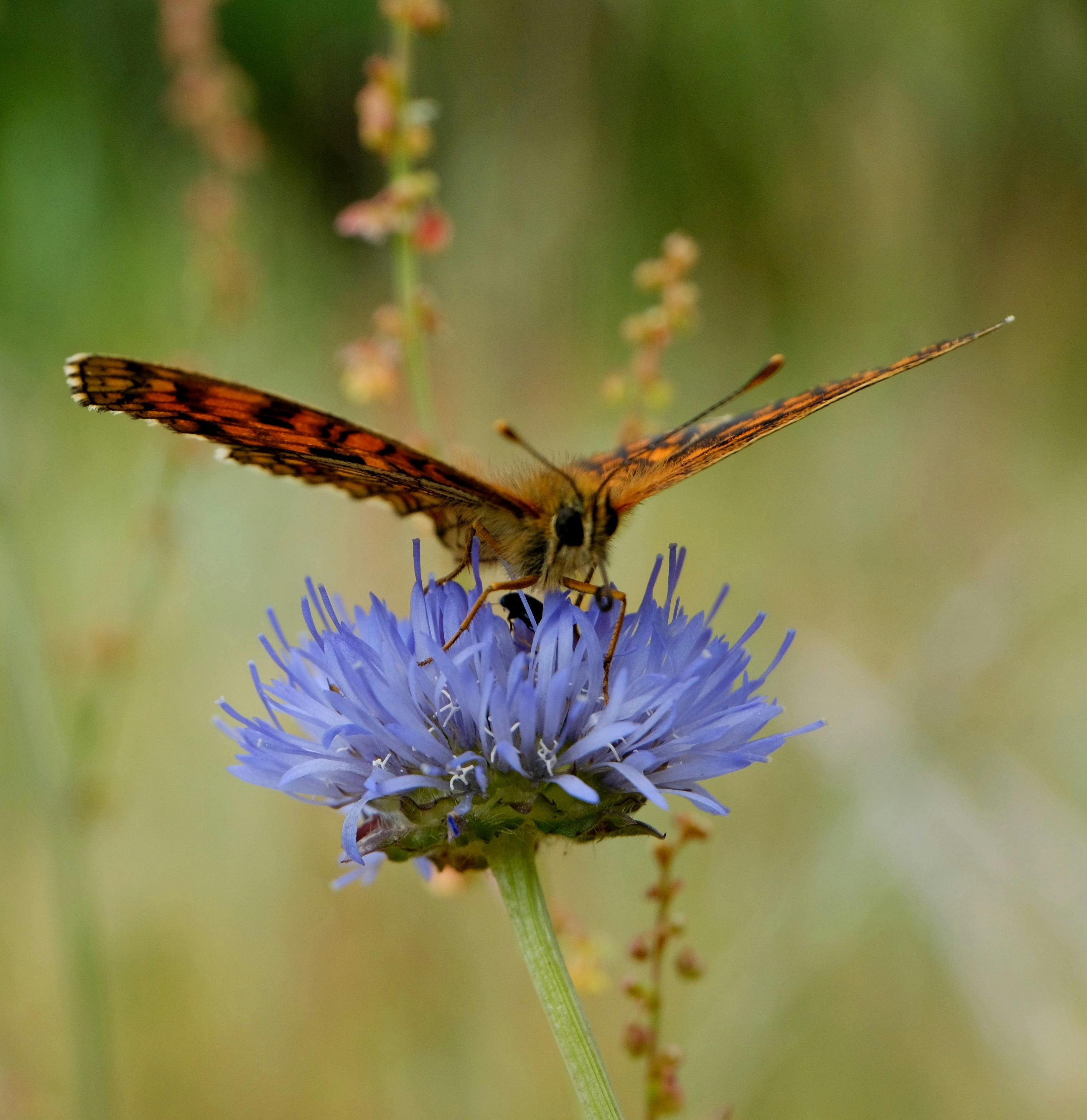 Scroller+Butterfly+Wings Photos, Download The BEST Free Scroller ...