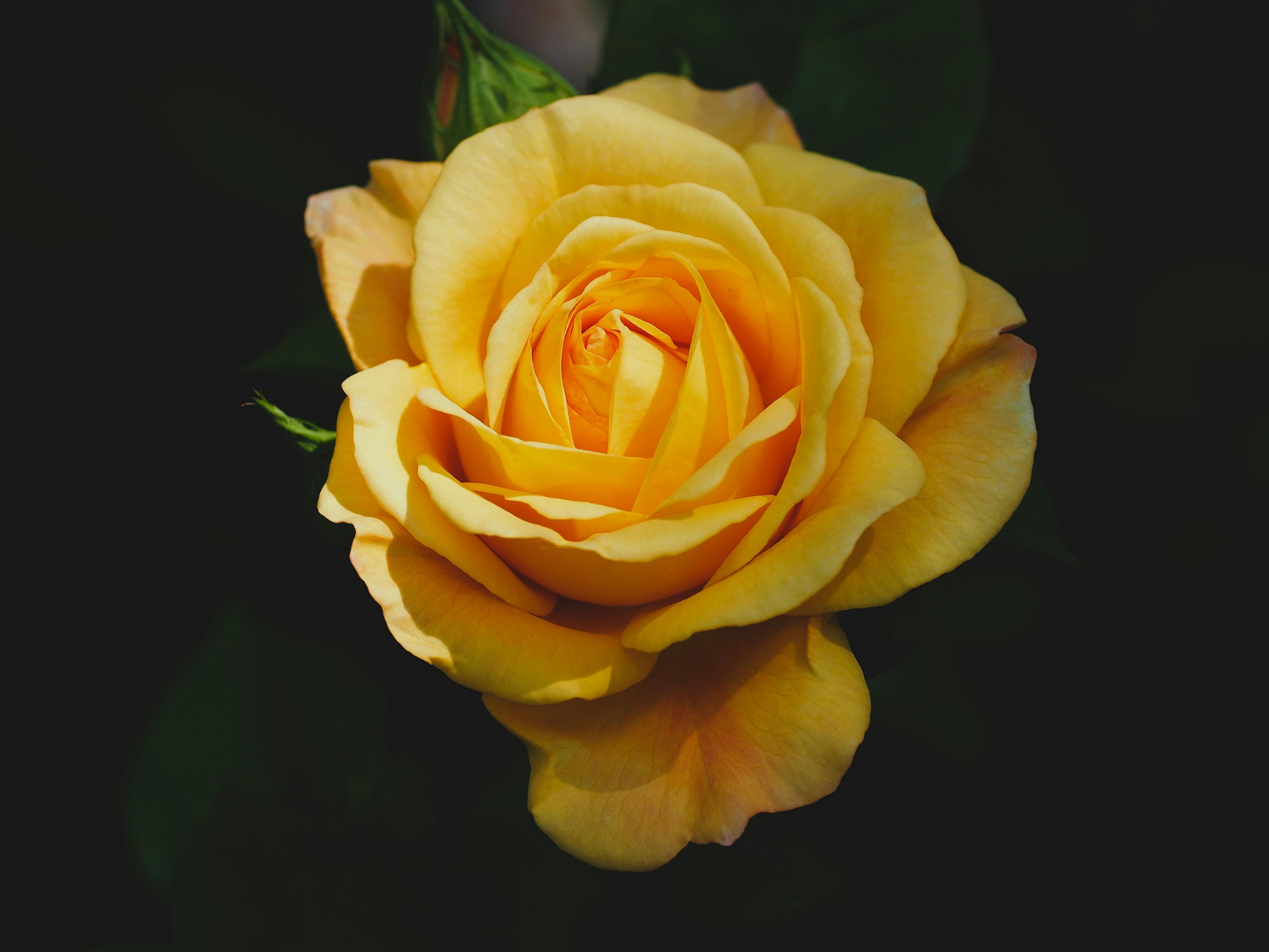 Tadpole+Pictures Photos, Download The BEST Free Tadpole+Pictures Stock ...