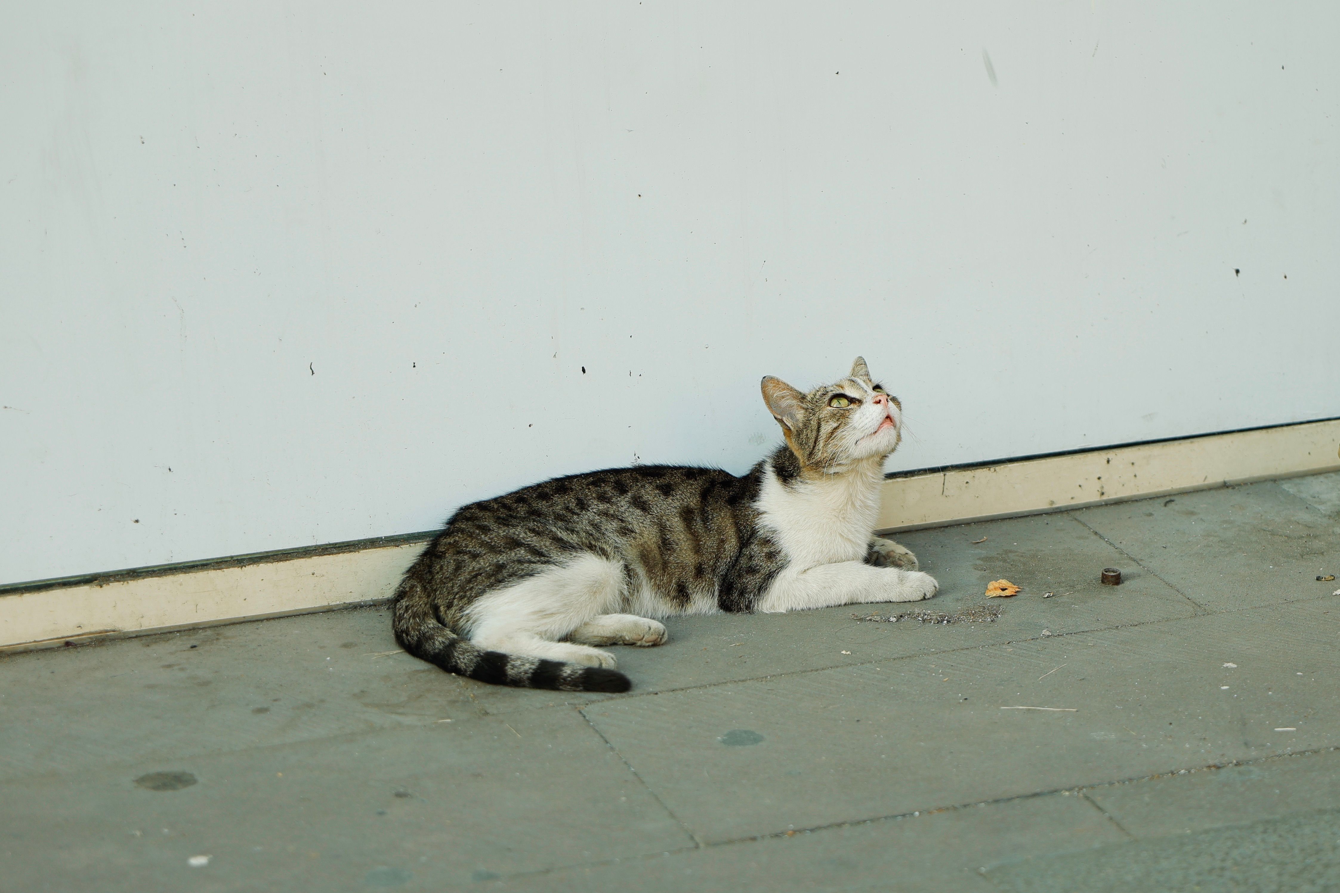 Cat In City Photos, Download The BEST Free Cat In City Stock Photos ...