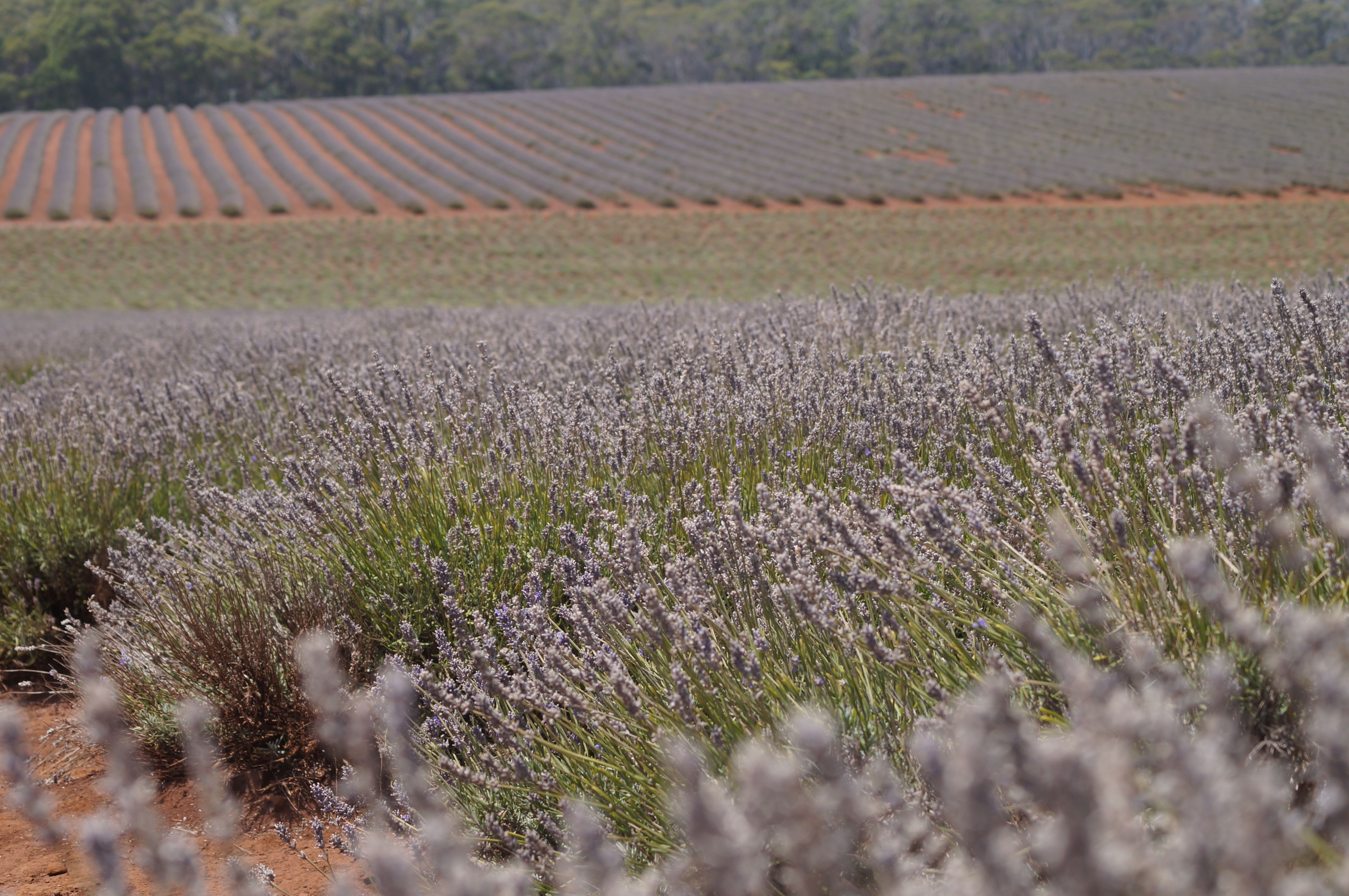 Lavender Fields in Bloom, Nabowla, Tasmania · Free Stock Photo