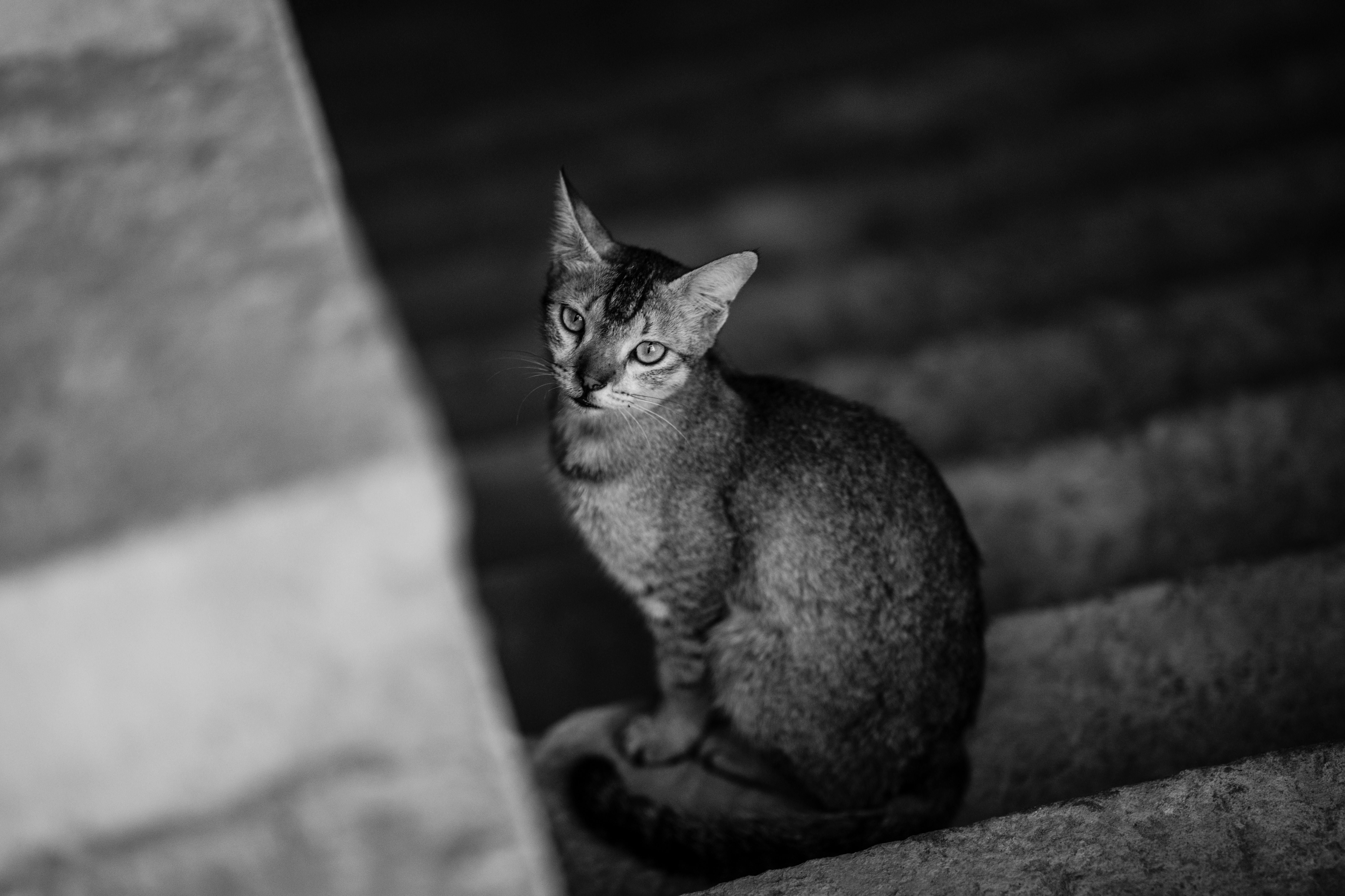 Black and White Portrait of Stray Tabby Cat · Free Stock Photo