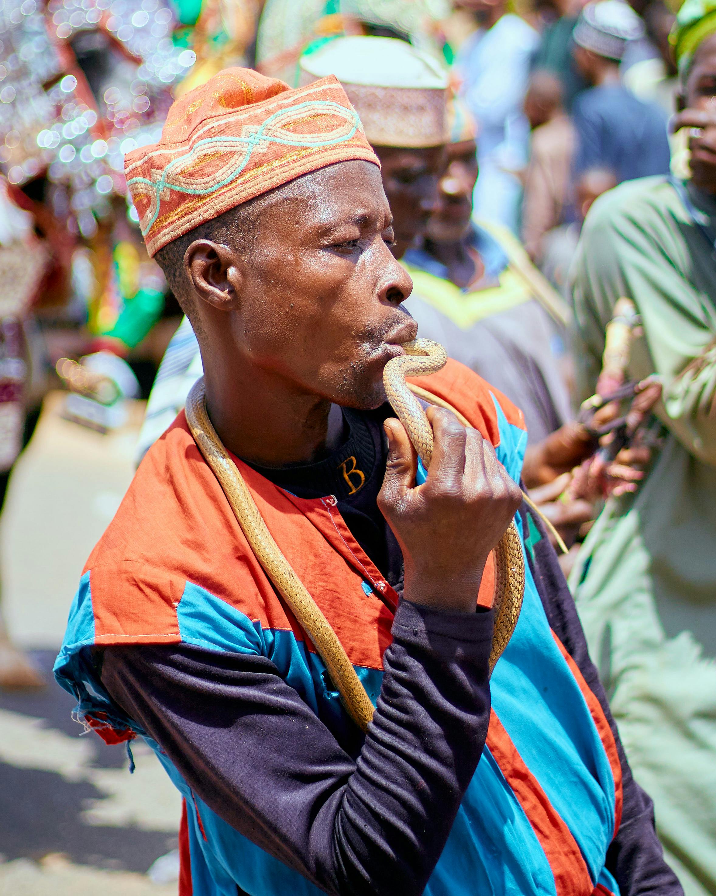 African Snakes Photos, Download The BEST Free African Snakes Stock ...