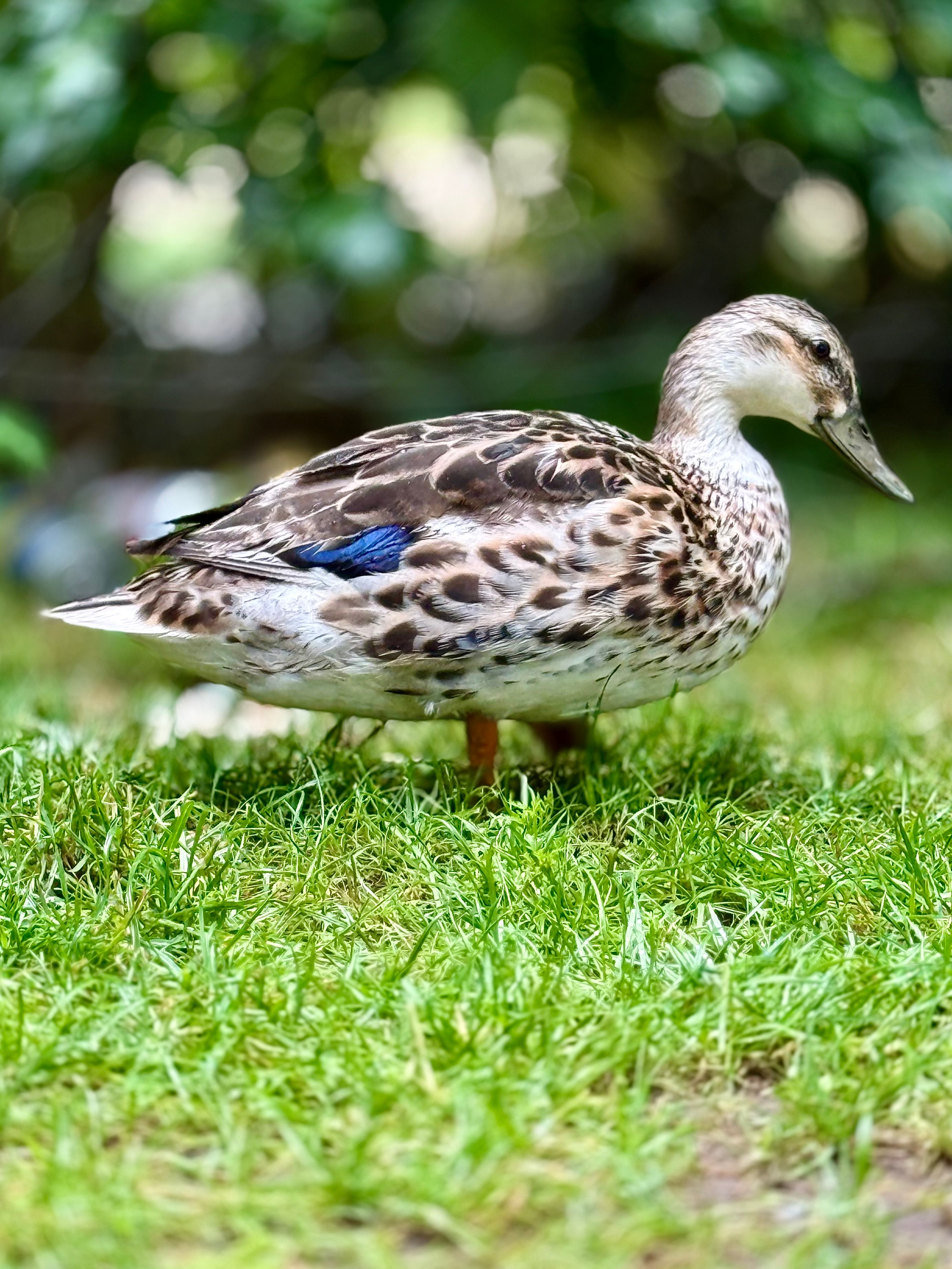 Mallard Reproduction Photos, Download The BEST Free Mallard ...