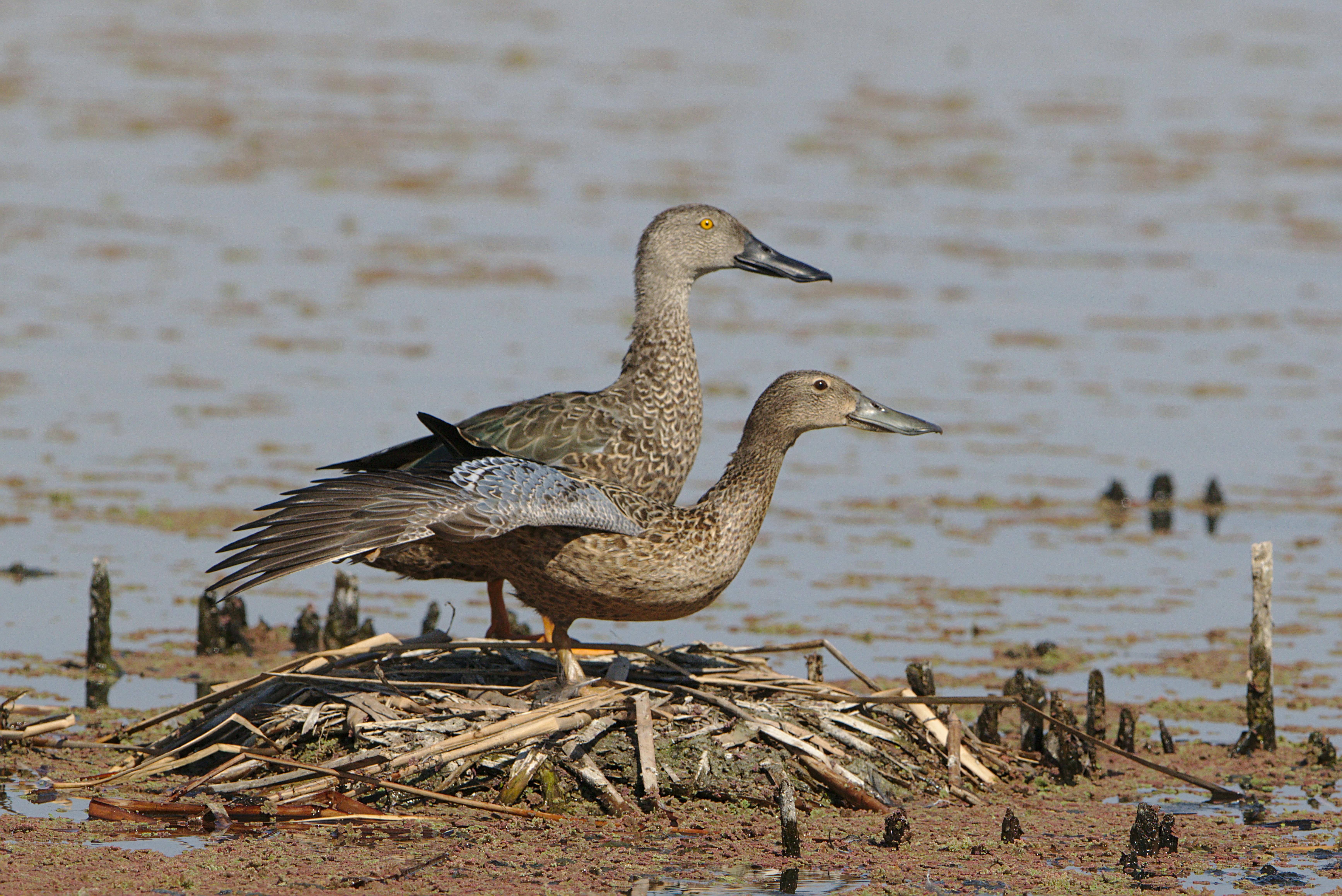 Cape Shoveler Ducks in Natural Wetland Habitat · Free Stock Photo