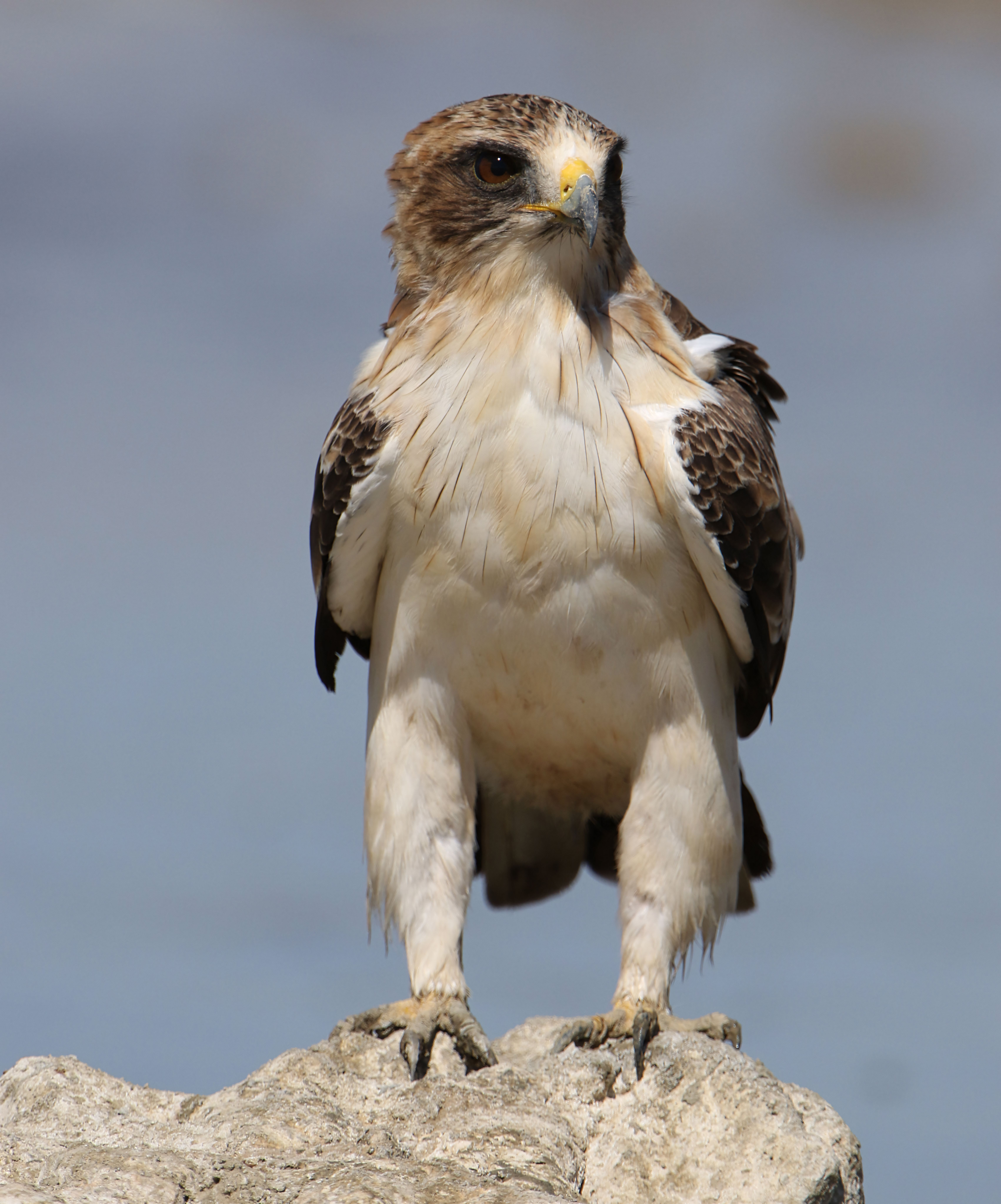 Close-up of a Majestic Brown and White Hawk Perched on Rock · Free ...