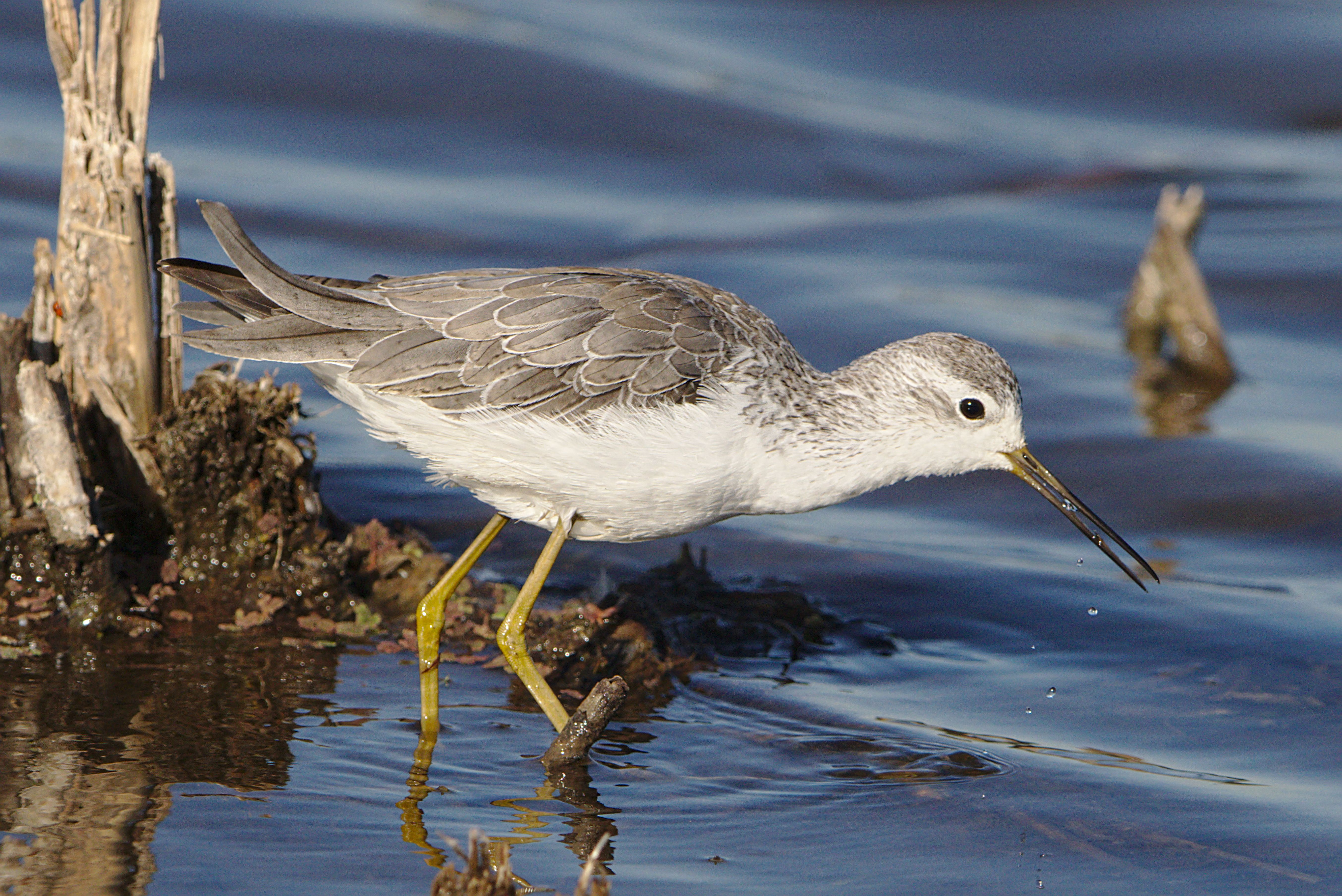 Marsh Sandpiper in Marievale Wetland Reserve · Free Stock Photo