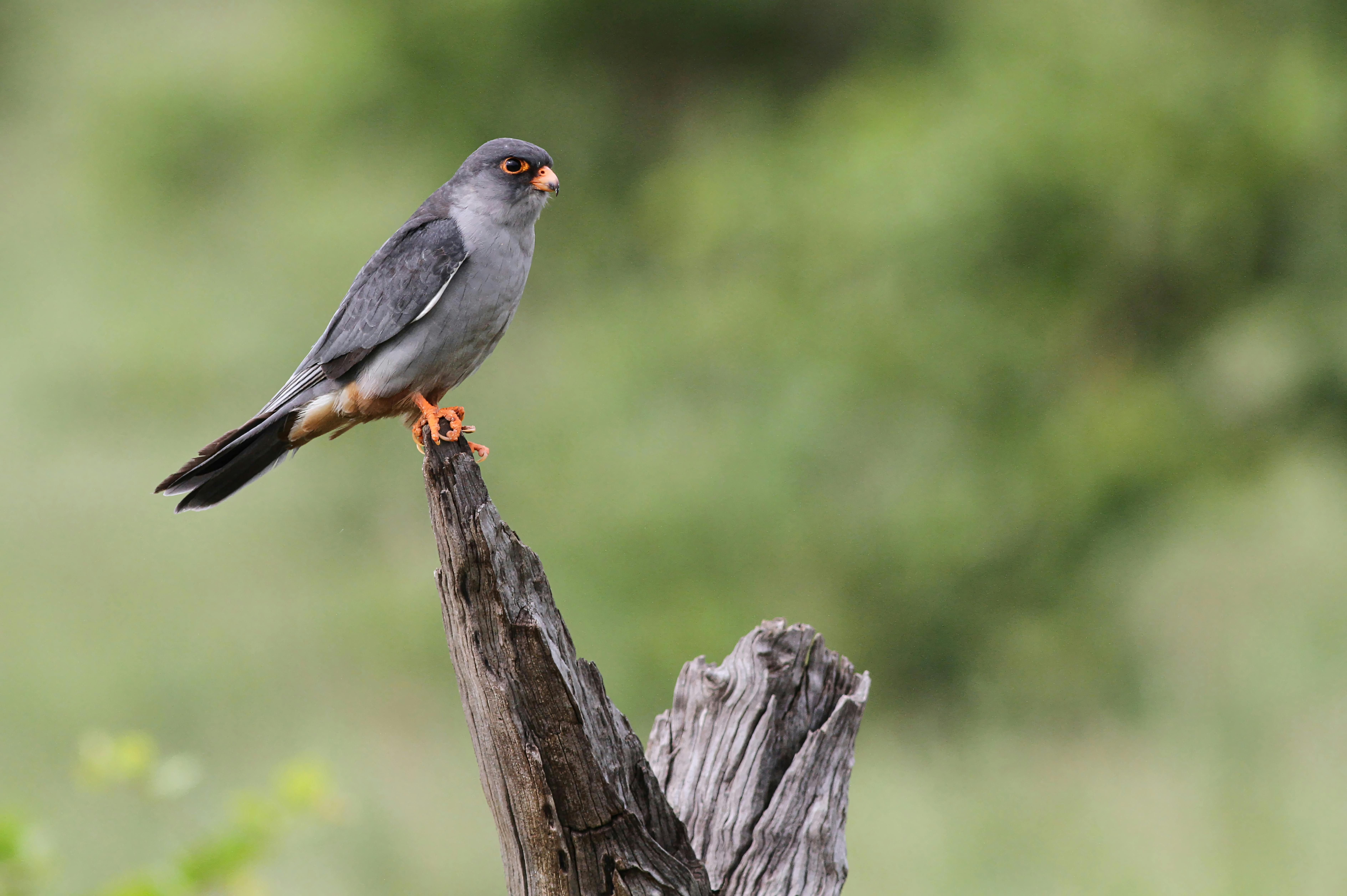 Grey Falcon Photos, Download The BEST Free Grey Falcon Stock Photos & HD Images