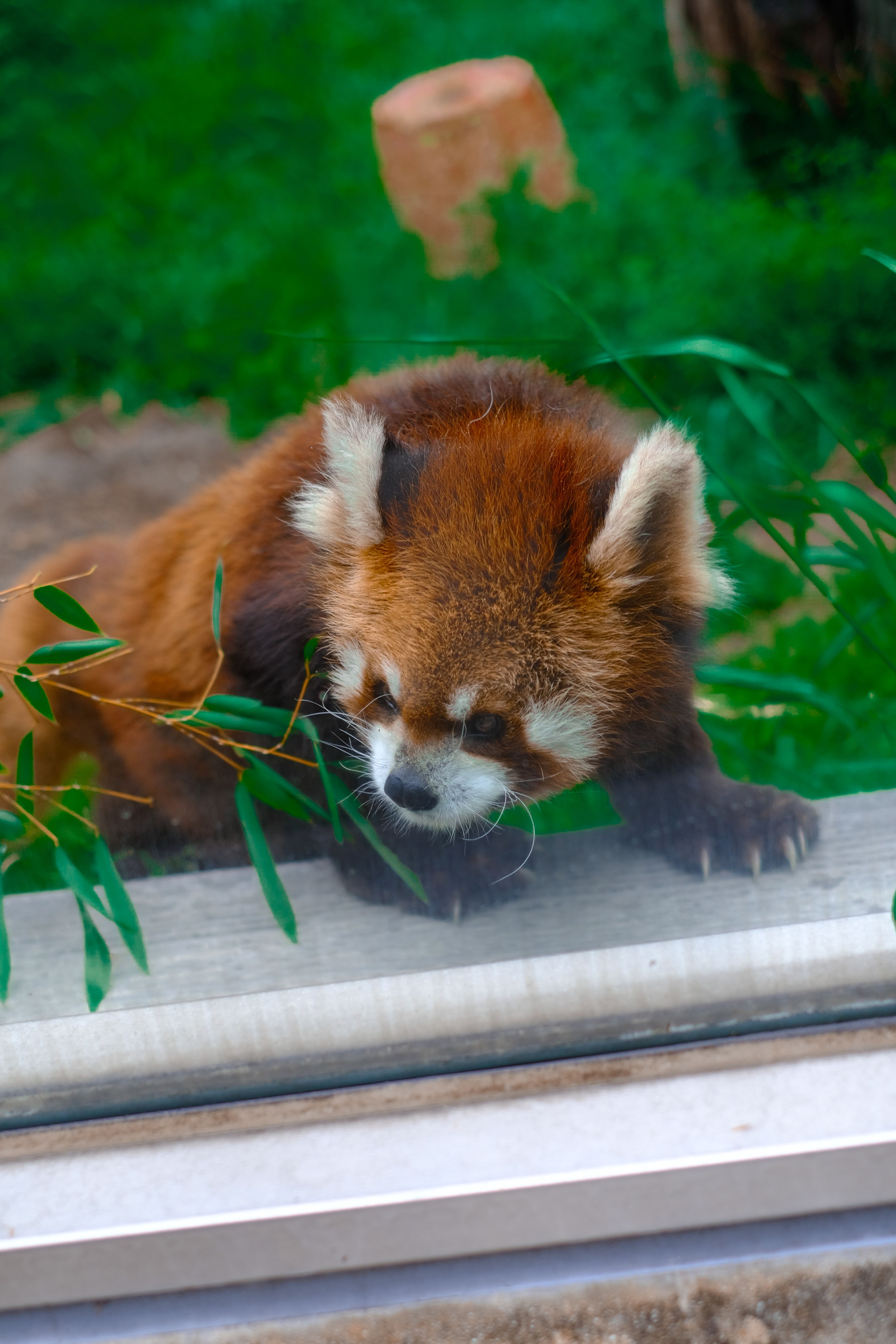 Adorable Red Panda in Natural Habitat · Free Stock Photo