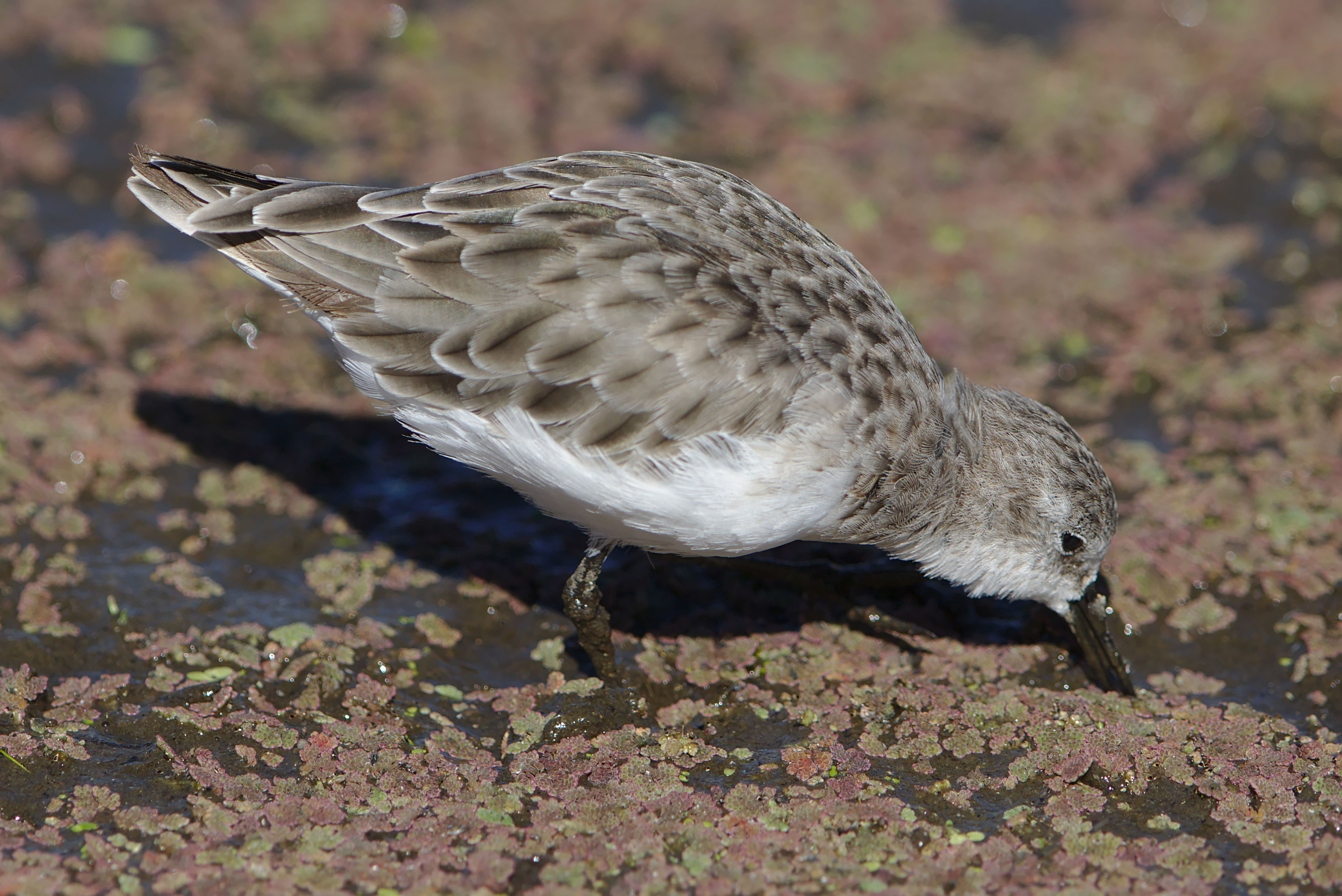 Close-up of Little Stint in Wetland Habitat · Free Stock Photo
