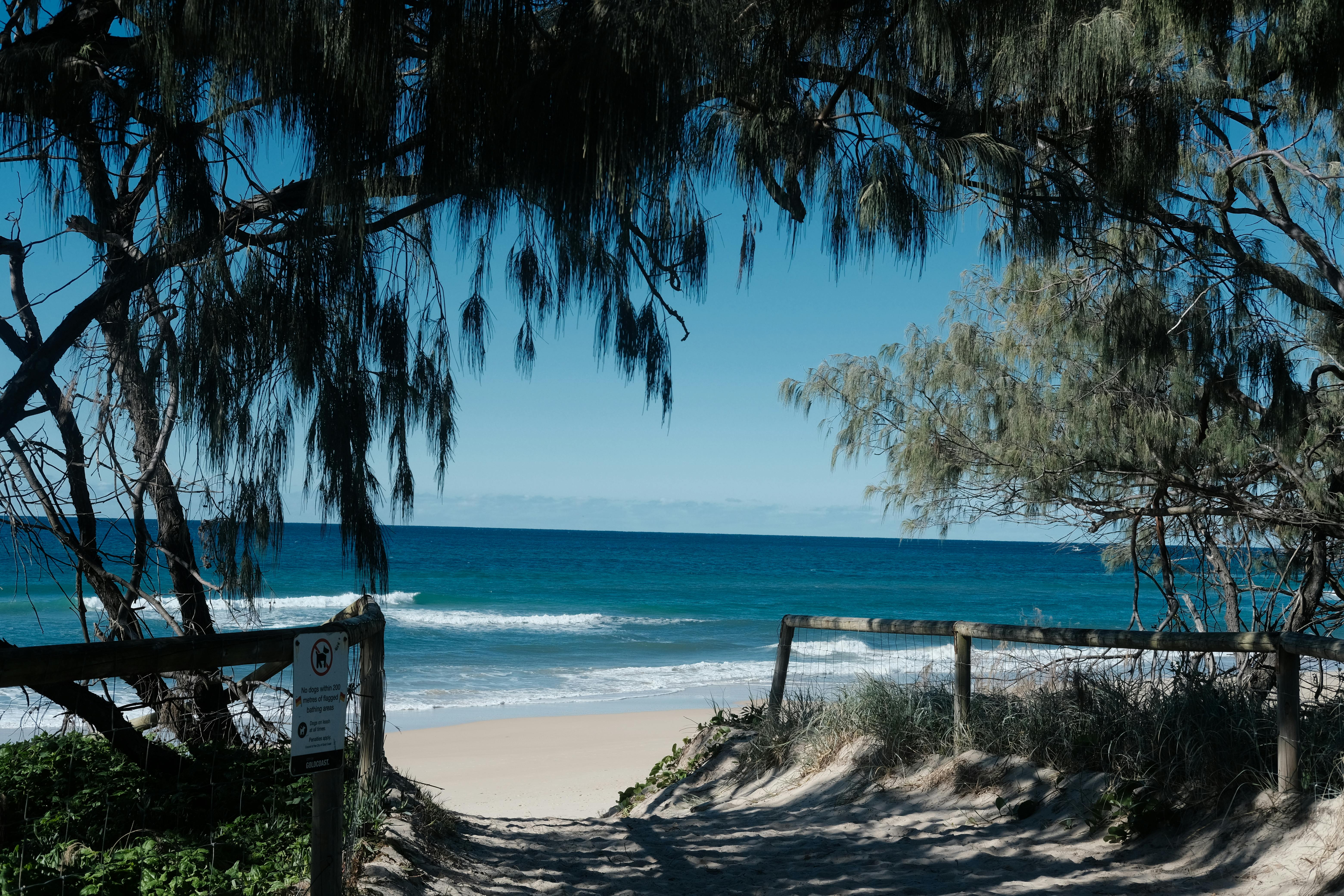 Scenic Beach Pathway Through Coastal Trees · Free Stock Photo